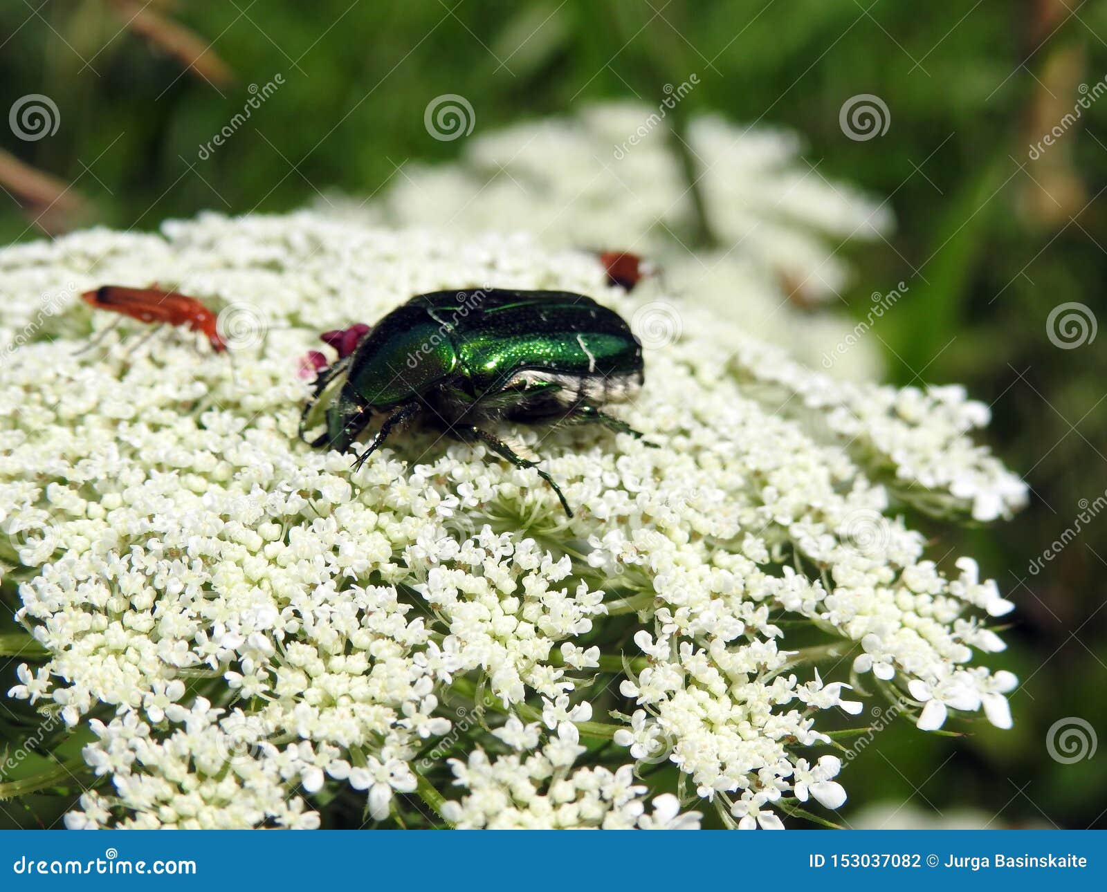 Green Shining Bug on White Wild Flower, Lithuania Stock Photo - Image ...