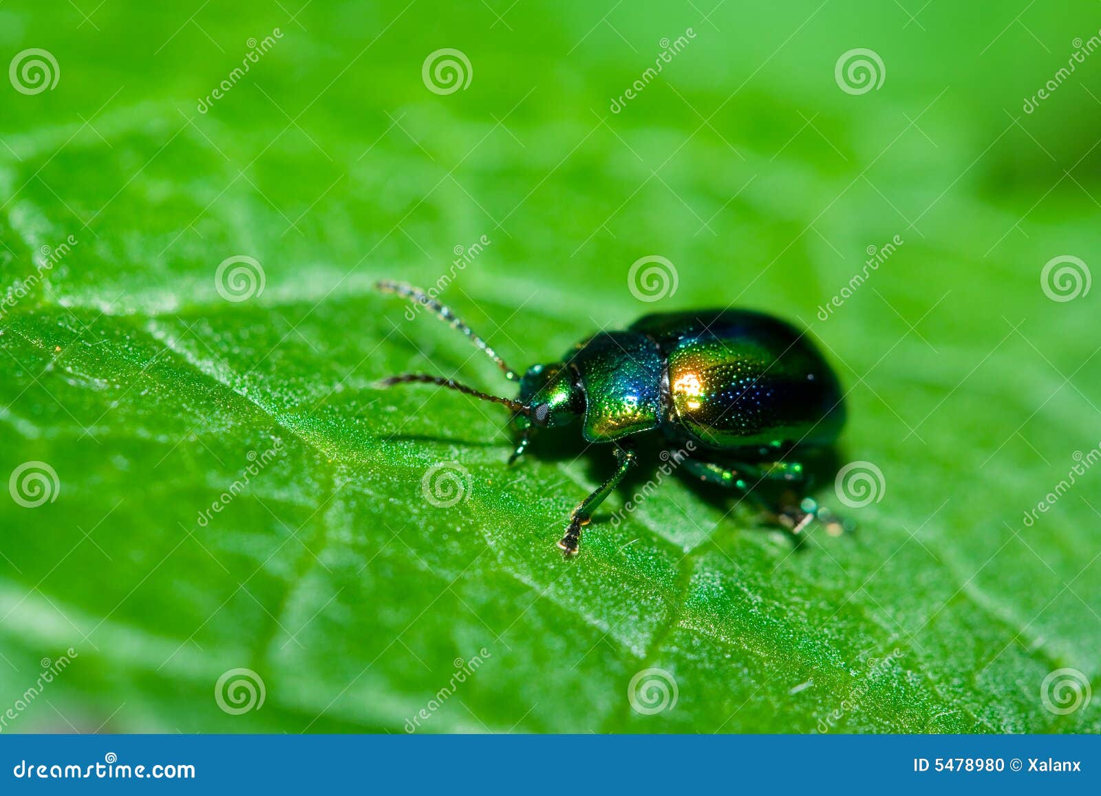 Green shiny beetle stock photo. Image of natural, colorful - 5478980