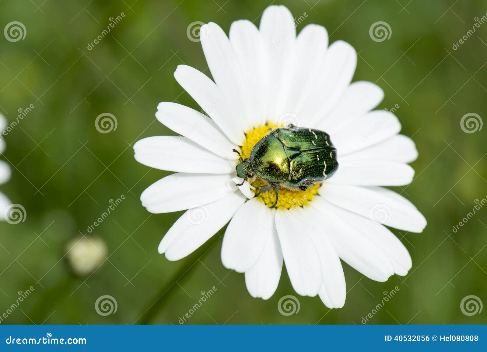 Beetle, Rose Chafer Beetle on Marguerite, Cetonia Aurata. Green Shiny ...