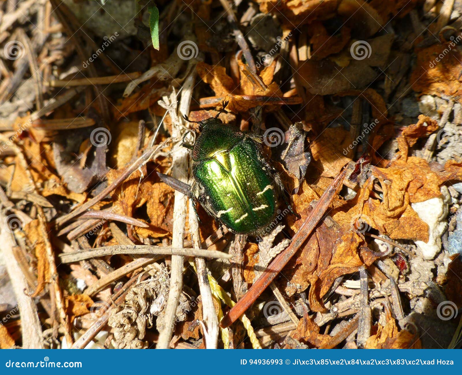 Green Shiny Bug on the Ground Stock Image - Image of fauna, natural ...