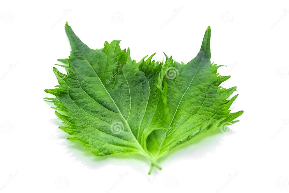 Green Shiso Leaf stock photo. Image of condiment, garnish - 28620816