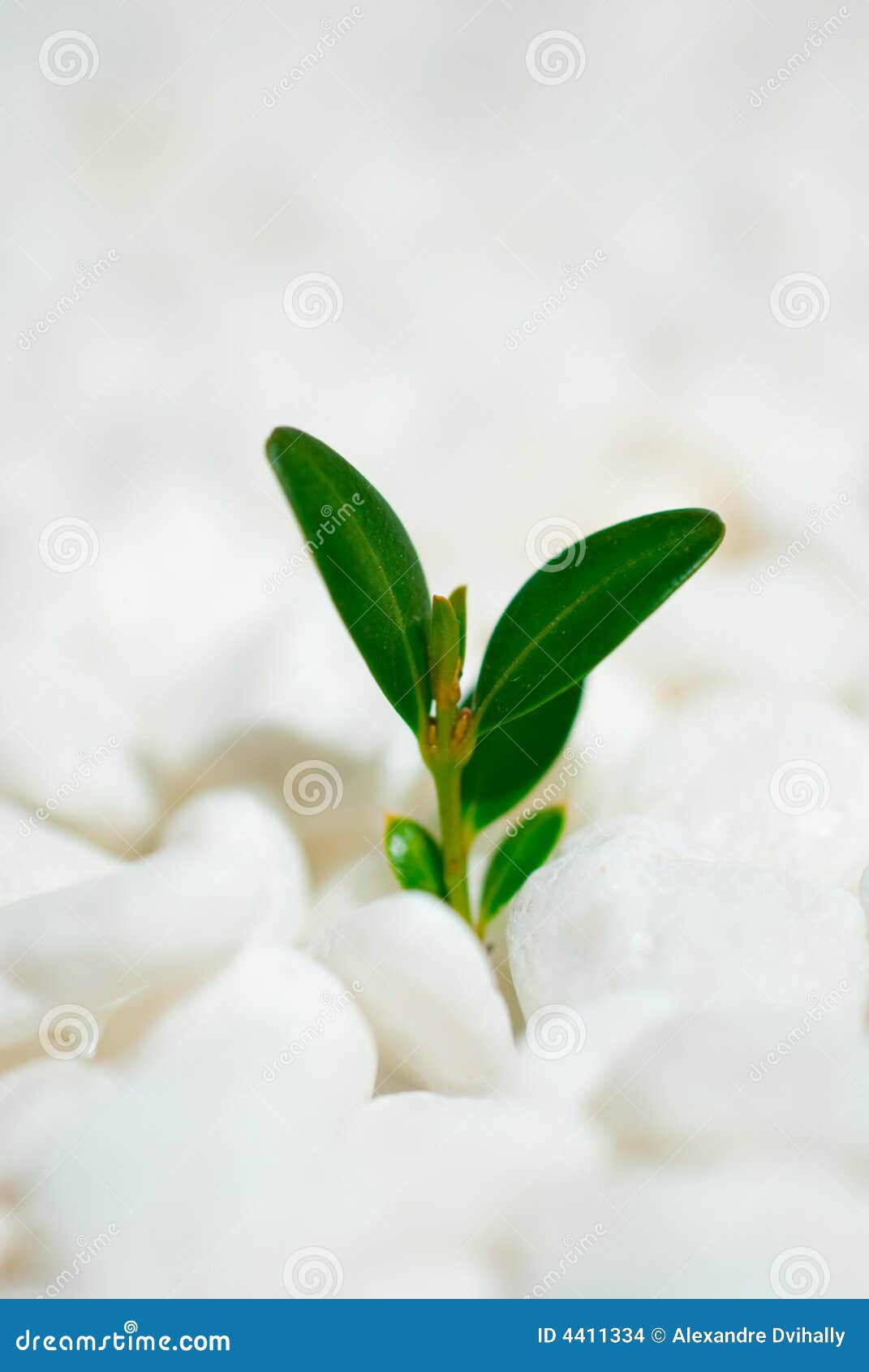 Green shoot stock photo. Image of shoot, meditation, flow - 4411334