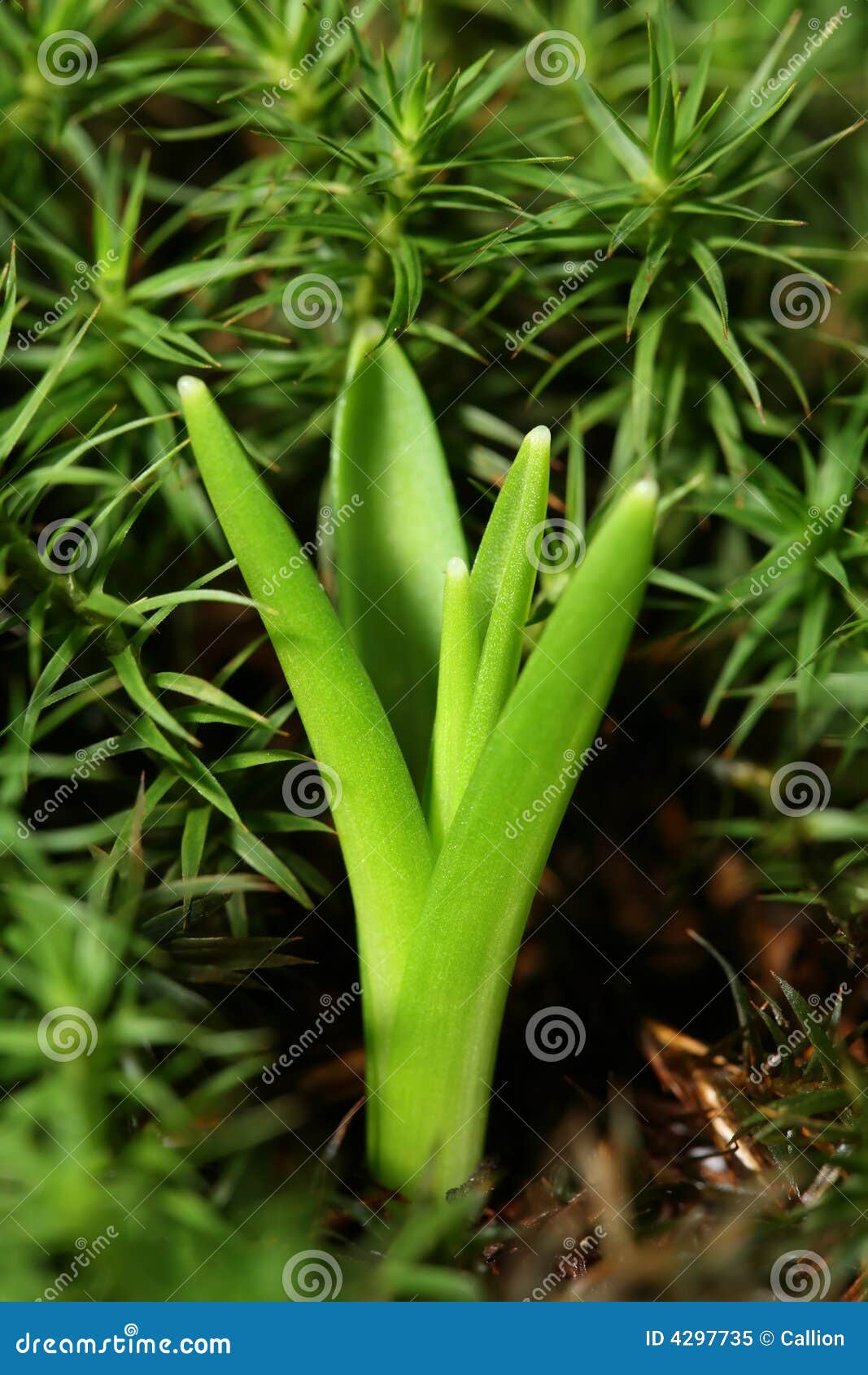 Green shoot begins to grow stock image. Image of spring - 4297735