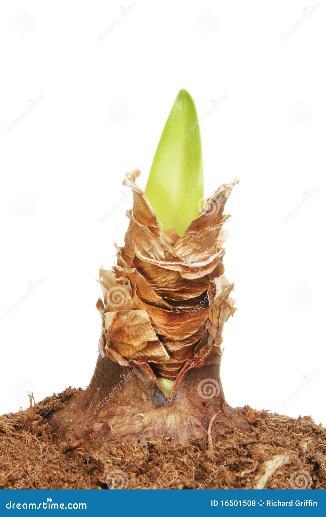 Green shoot from a bulb stock photo. Image of tender - 16501508