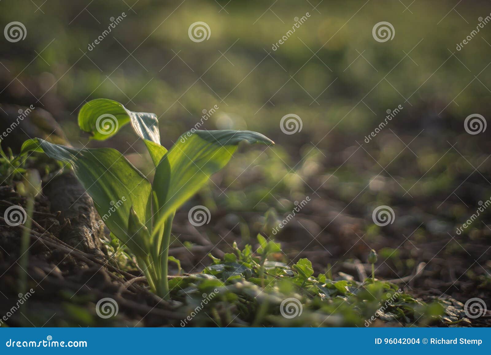 Green Shoot stock photo. Image of shoot, seedling, landscape - 96042004