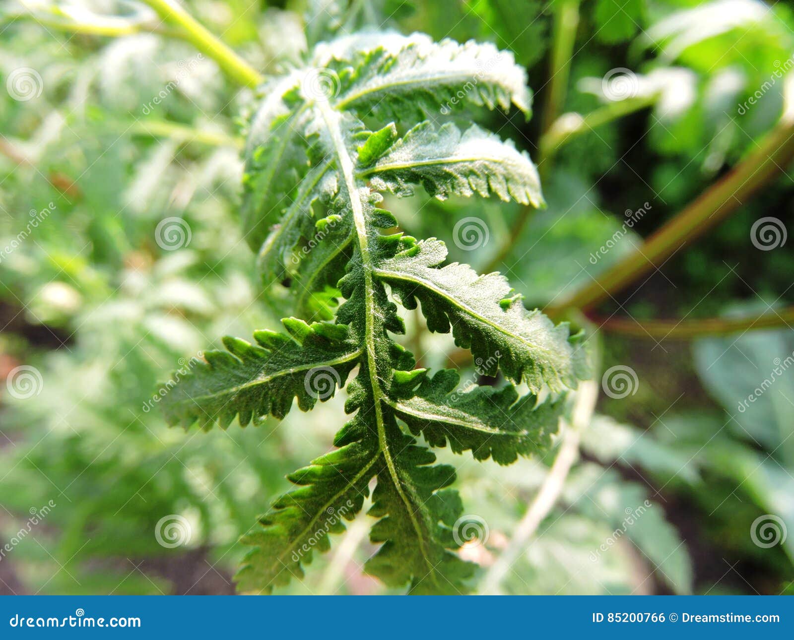 Green shoot in the garden stock photo. Image of plant - 85200766