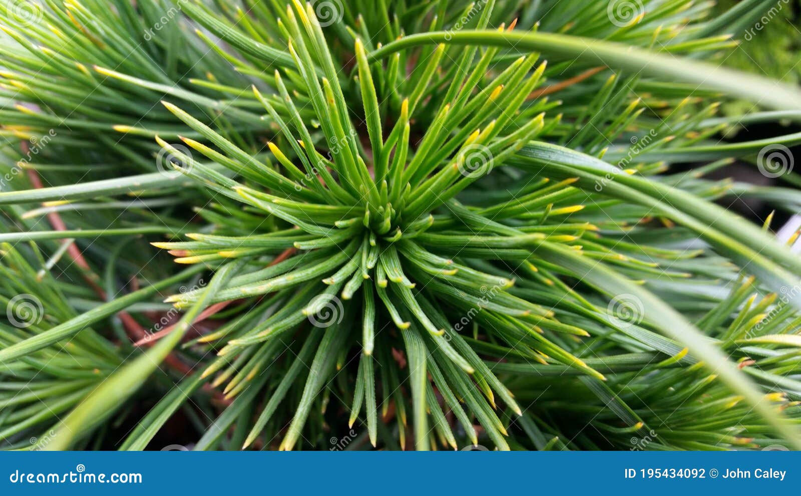 Pinus mugo Varella stock photo. Image of needle, dwarf - 195434092