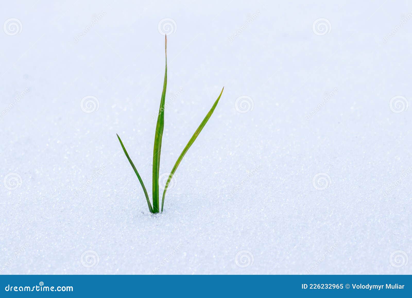 The Green Shoot of the Plant Sprouts through the Snow. Green Sprout of ...