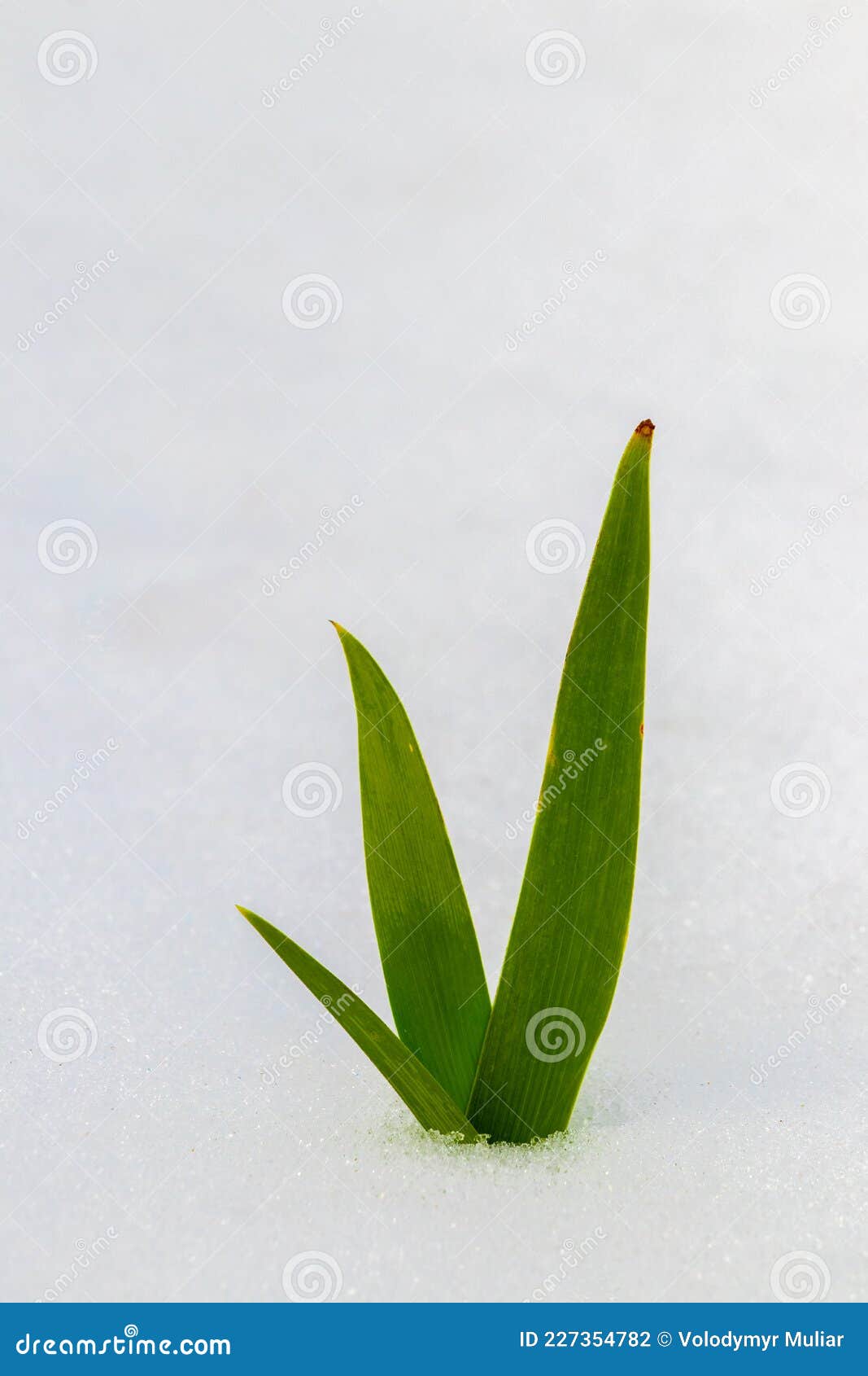 The Green Shoot of the Plant Sprouts through the Snow. Green Sprout of ...