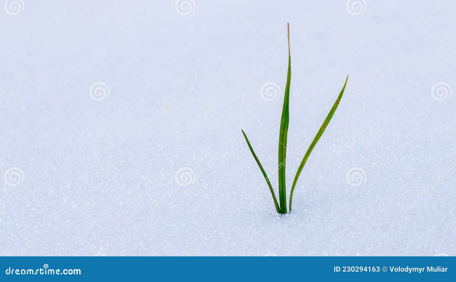 The Green Shoot of the Plant Sprouts through the Snow. Green Sprout of ...