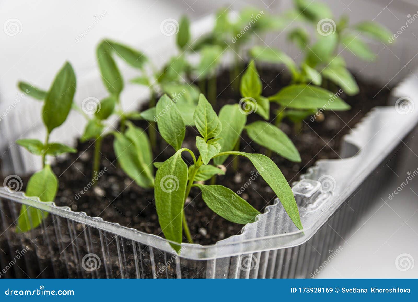 Green Shoots of Bell Pepper Stock Image - Image of bell, vegetable ...