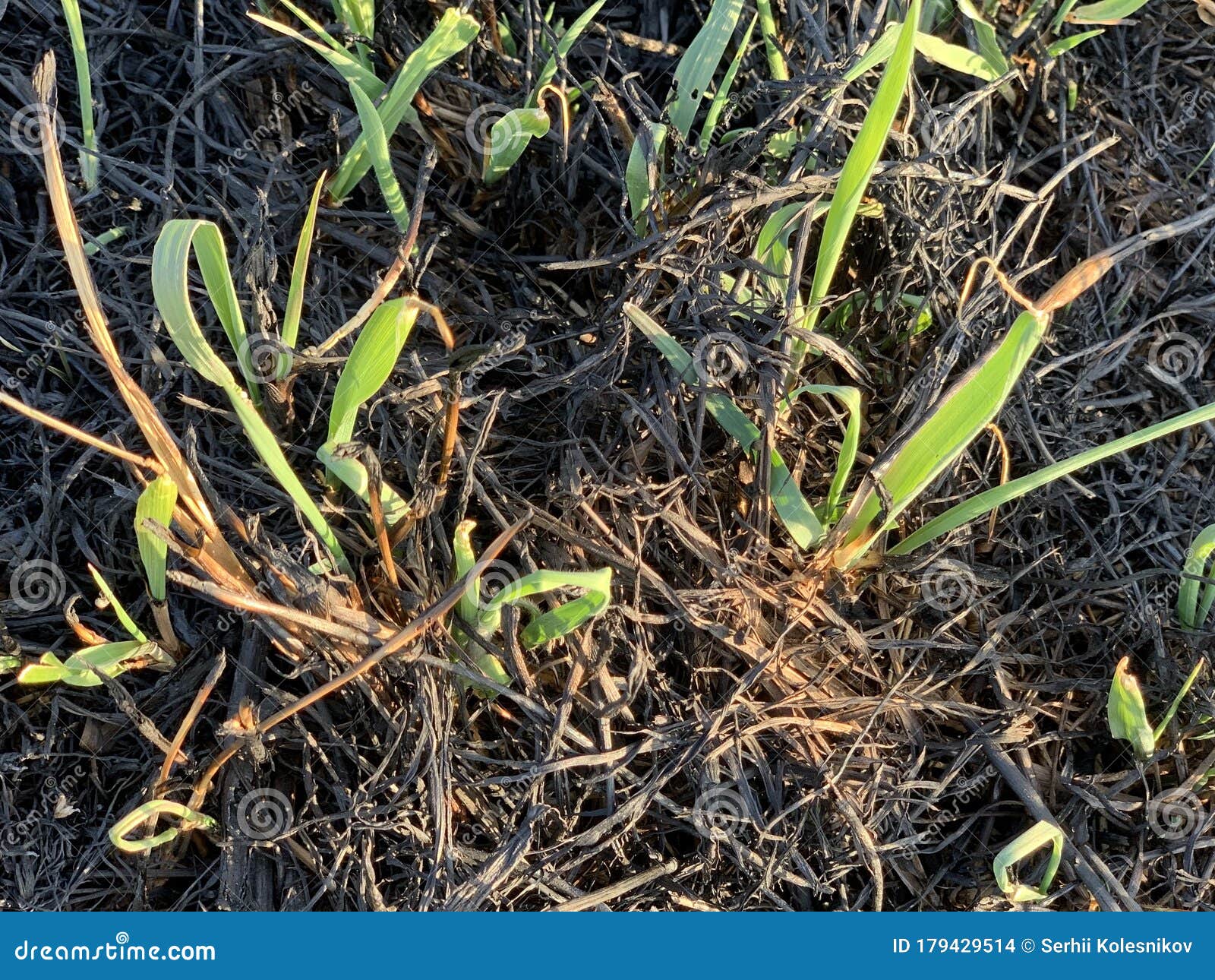 Green Shoots Break through the Ground. Young Plants Sprout in the Old ...