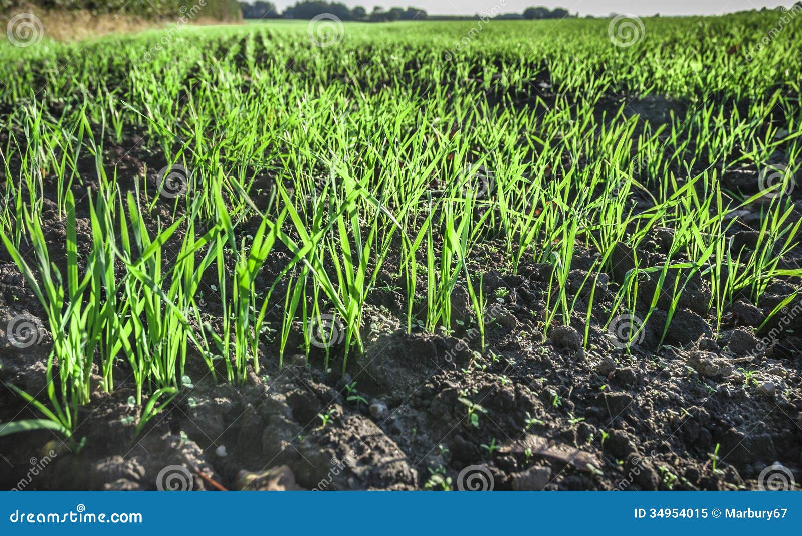 Green Shoots stock image. Image of fresh, spring, farm - 34954015
