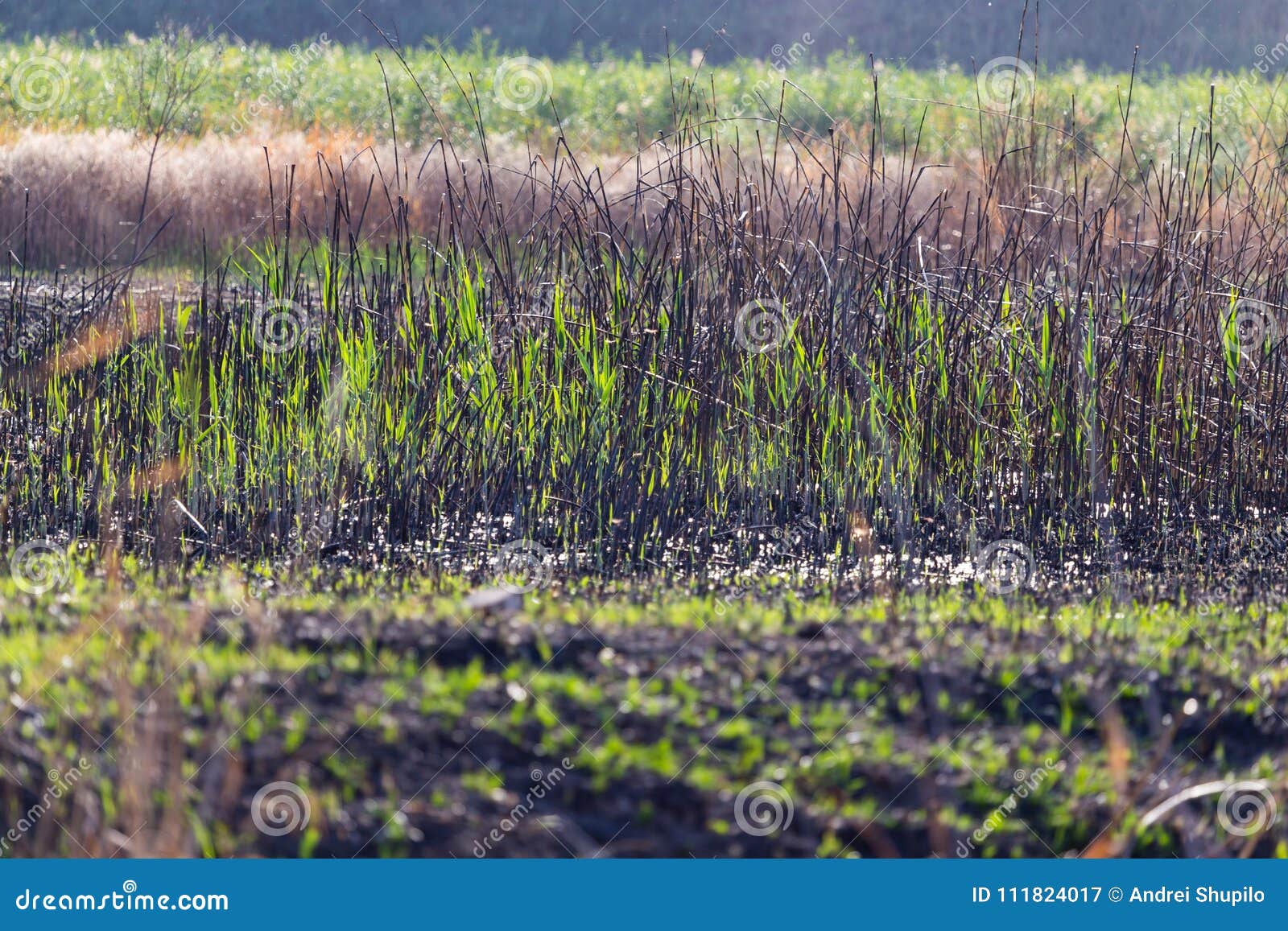Green shoots after a fire stock image. Image of shoots - 111824017