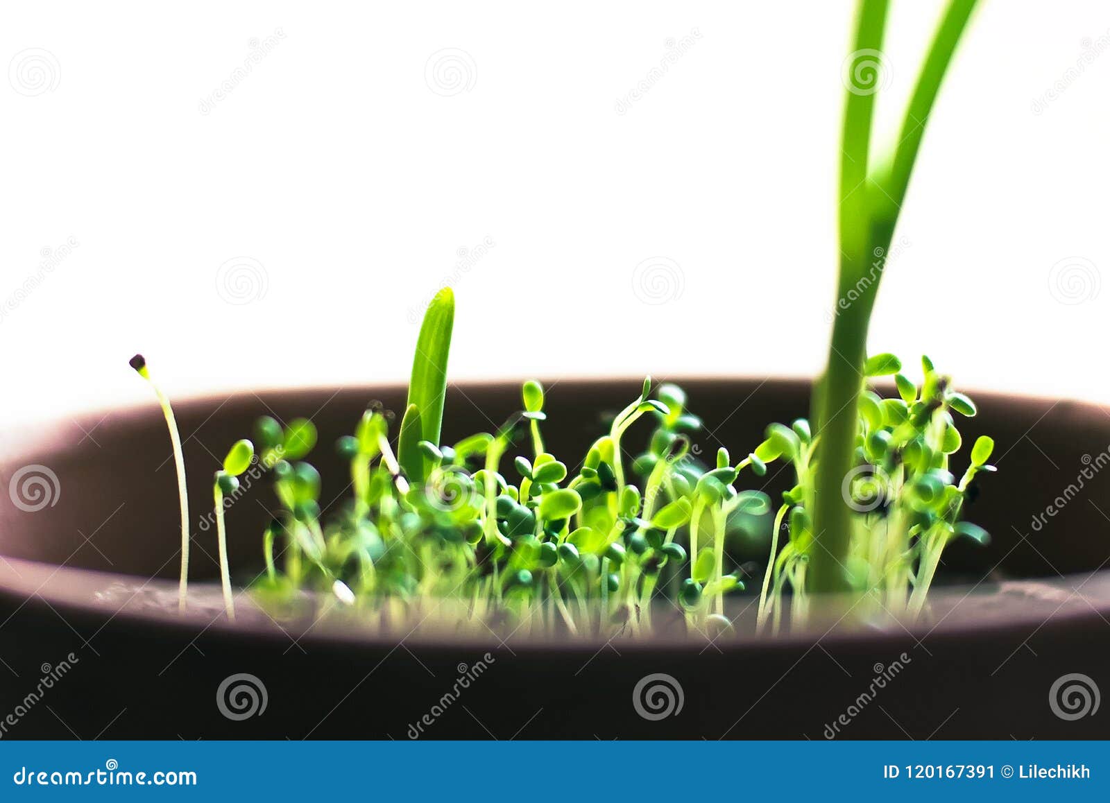 The green shoots of grass stock image. Image of foliage - 120167391