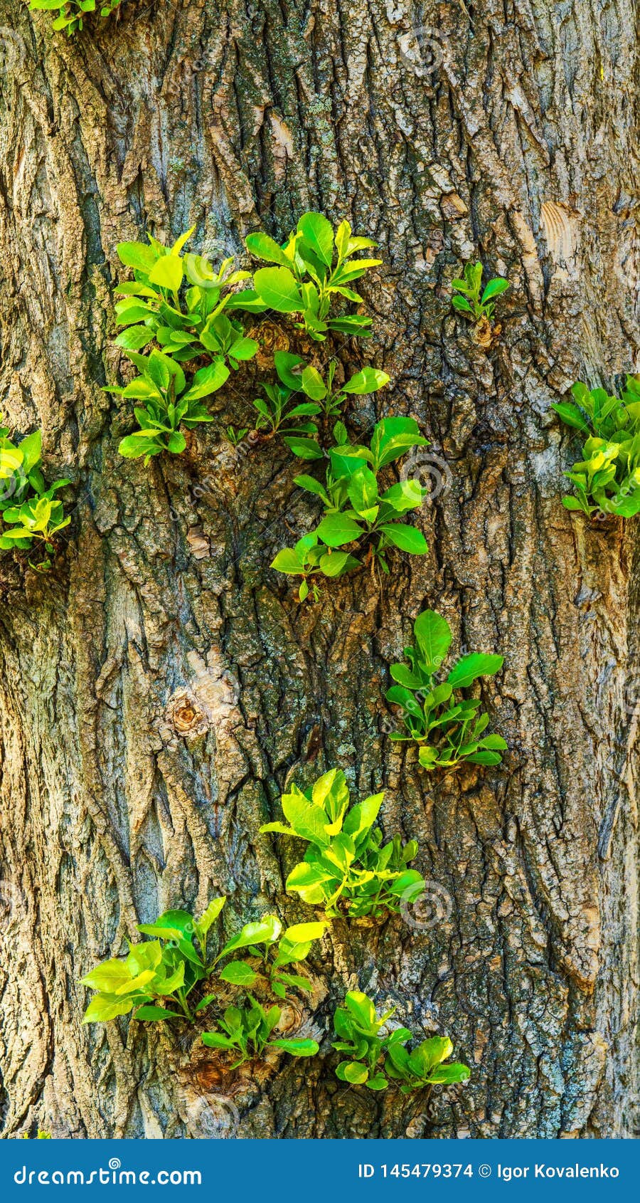 Green Shoots Grow on a Tree, Stock Photo - Image of farm, ingredients ...