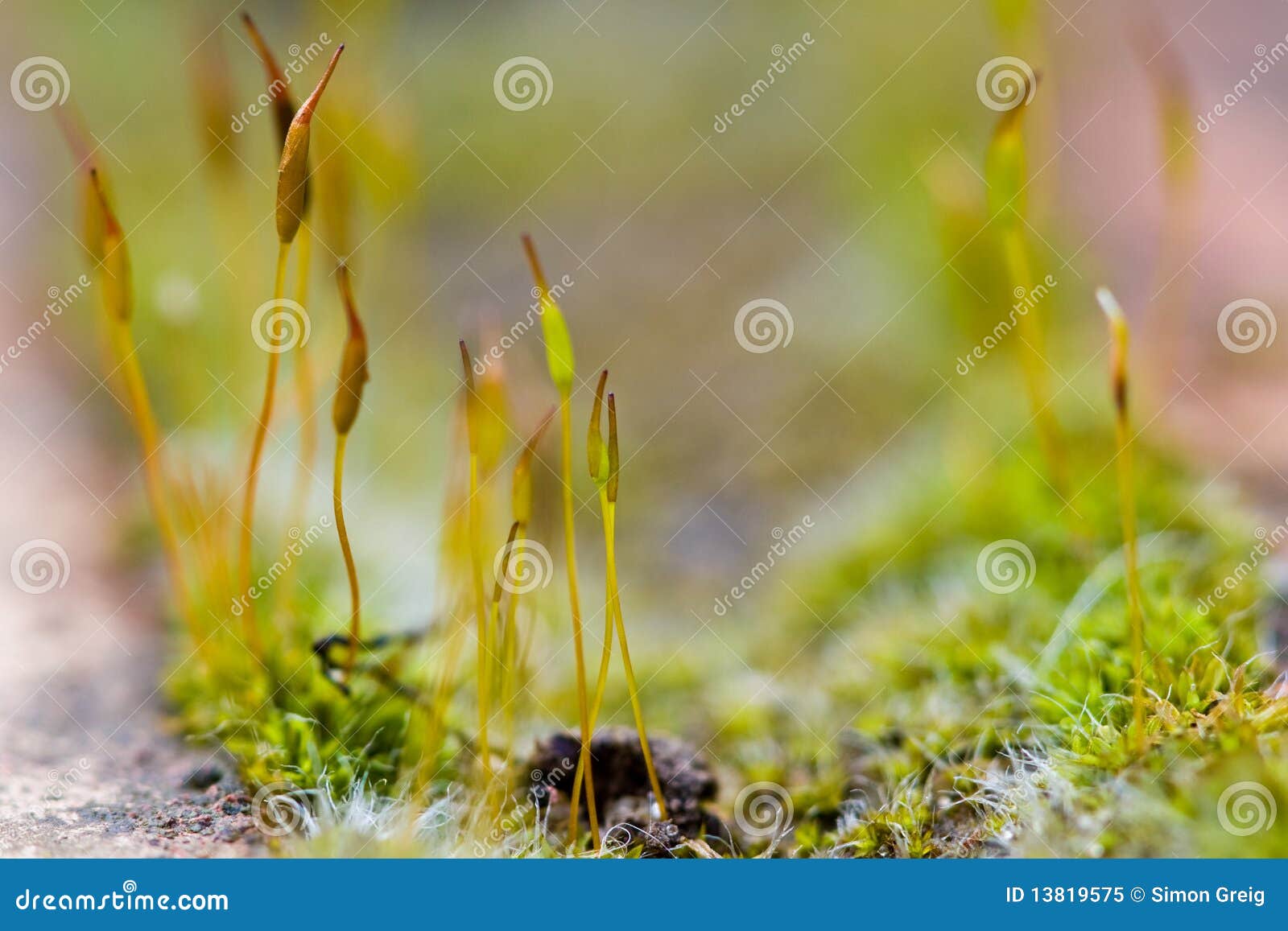Green Shoots Macro stock image. Image of shoots, outdoor - 13819575
