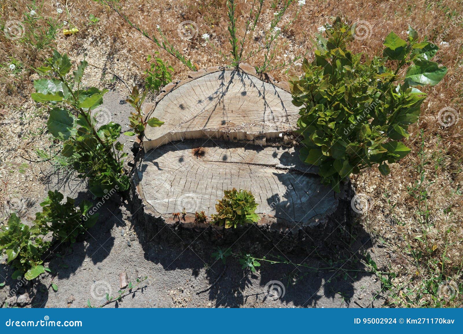 Green Shoots on the Old Big Poplar Tree Stump Stock Photo - Image of ...