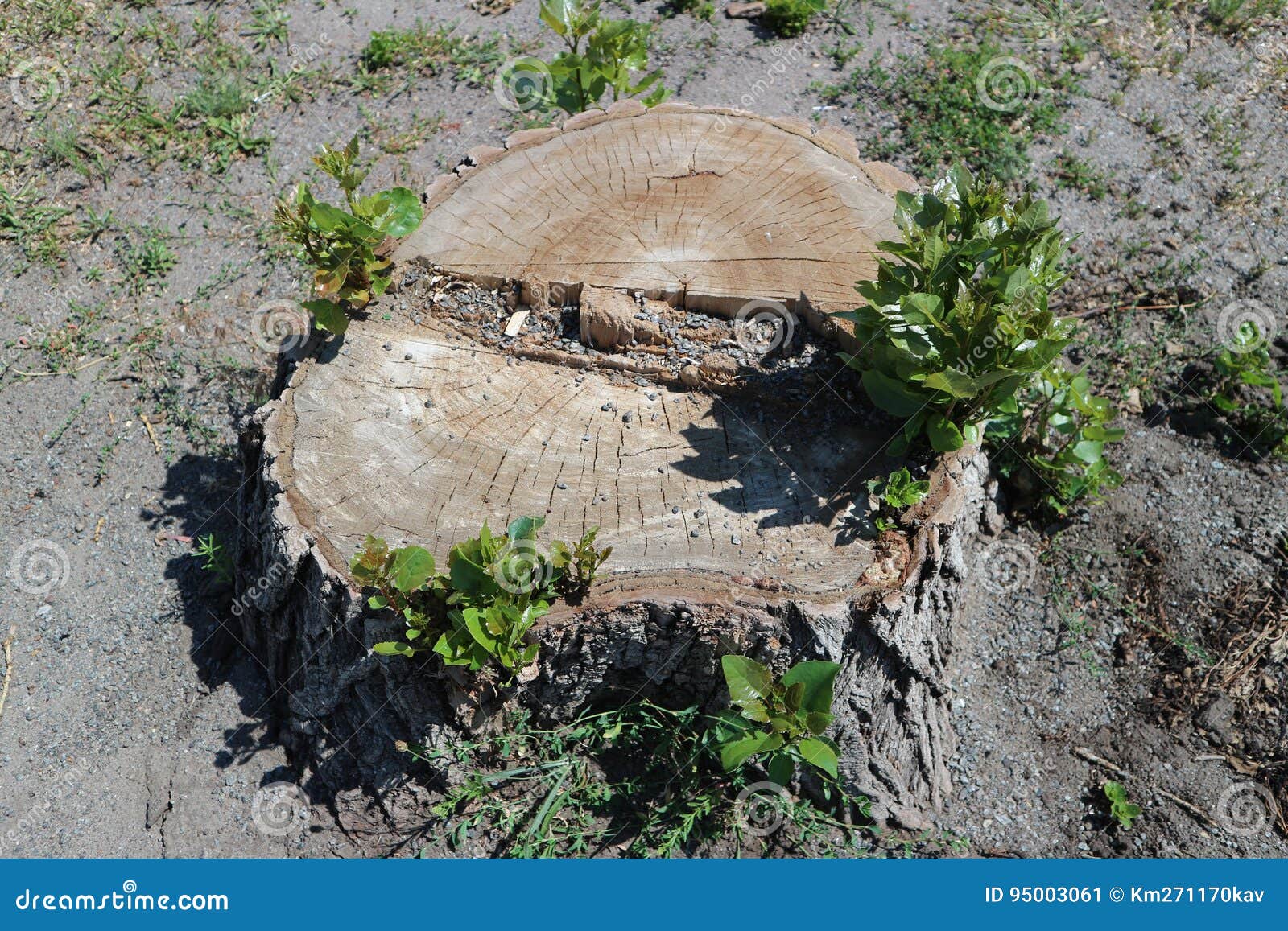 Green Shoots on the Old Big Poplar Tree Stump Stock Image - Image of ...