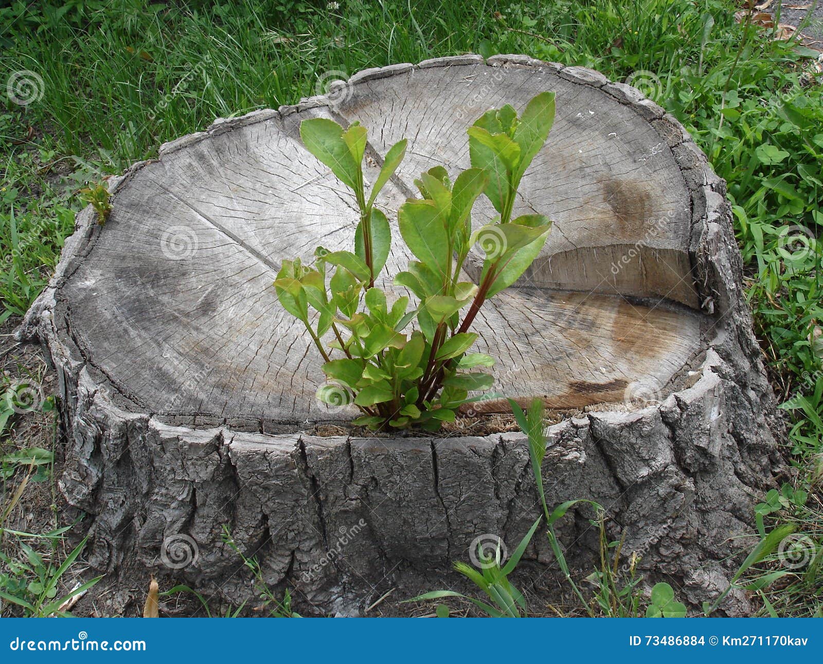 Green Shoots on the Old Big Stump Stock Photo - Image of green, stub ...
