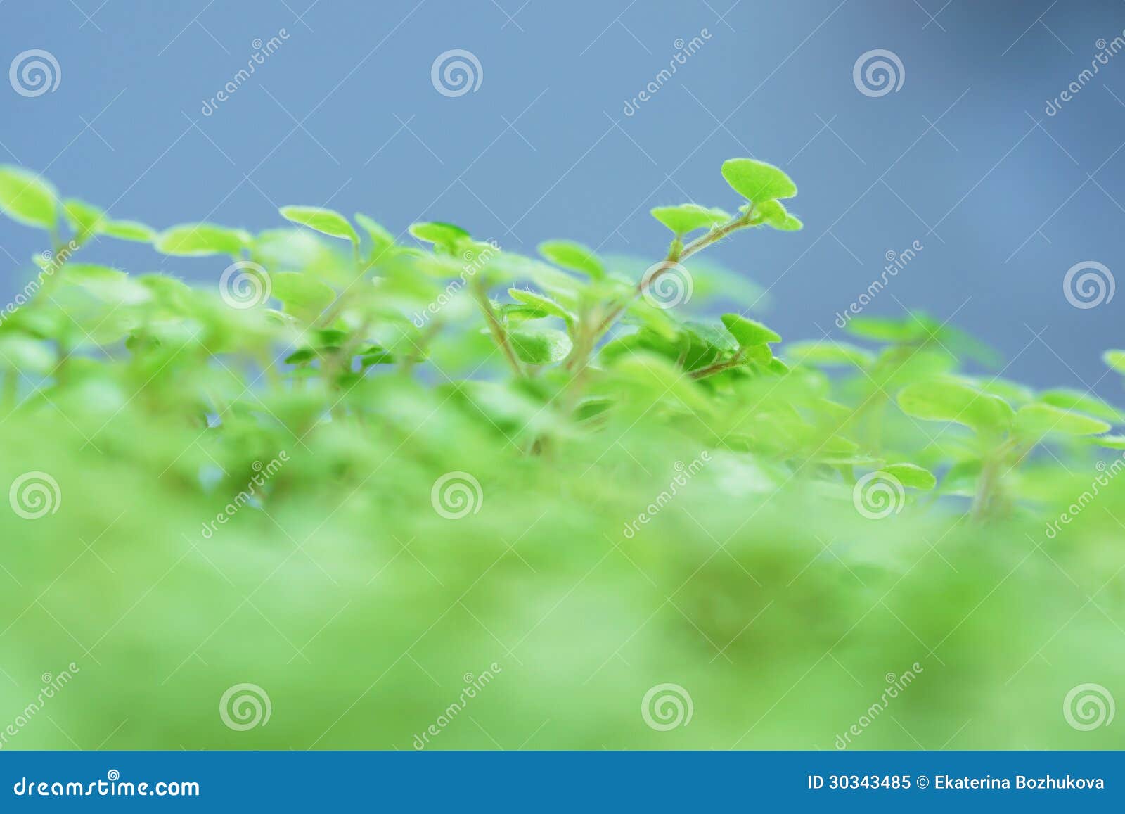 Green shoots of the plant. stock image. Image of leaf - 30343485