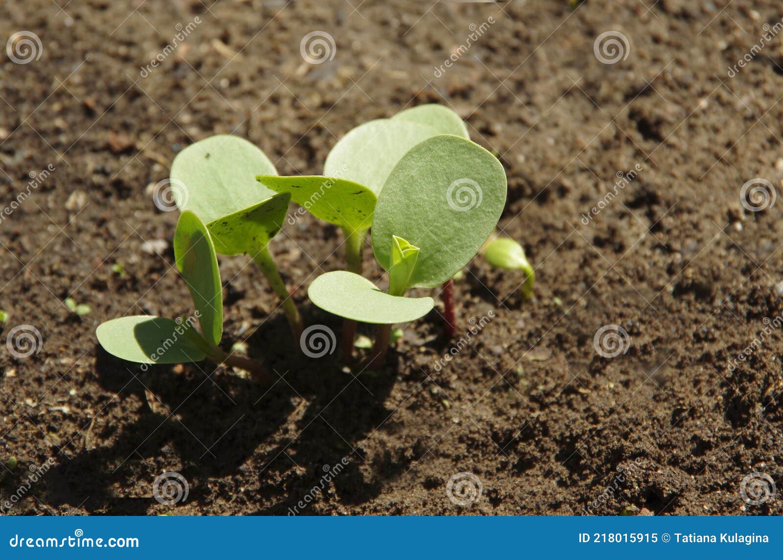 Green Shoots of Plants in Spring Stock Image - Image of care, fertile ...