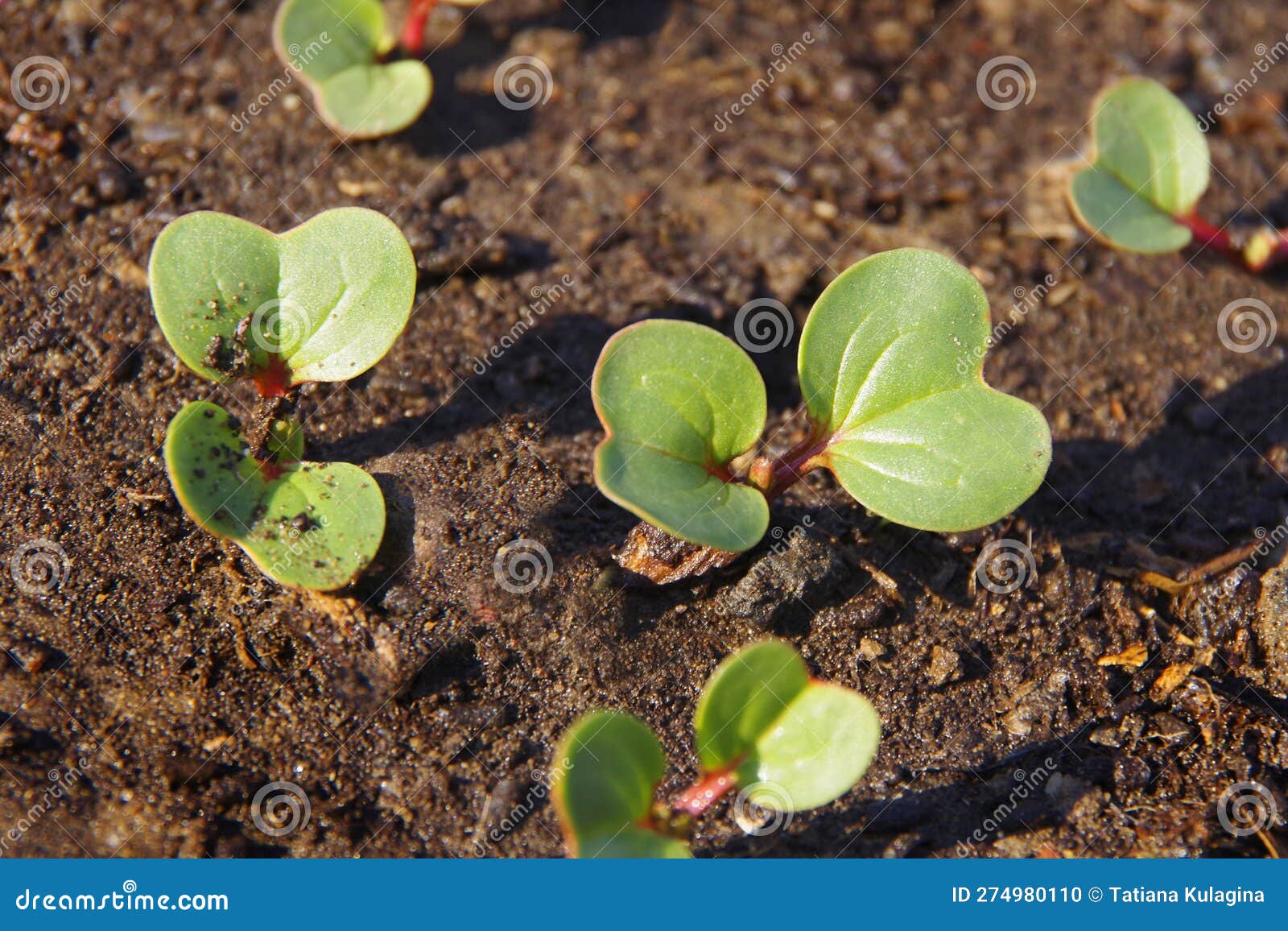 Green Shoots of Plants in Spring. Stock Photo - Image of plant, spring ...
