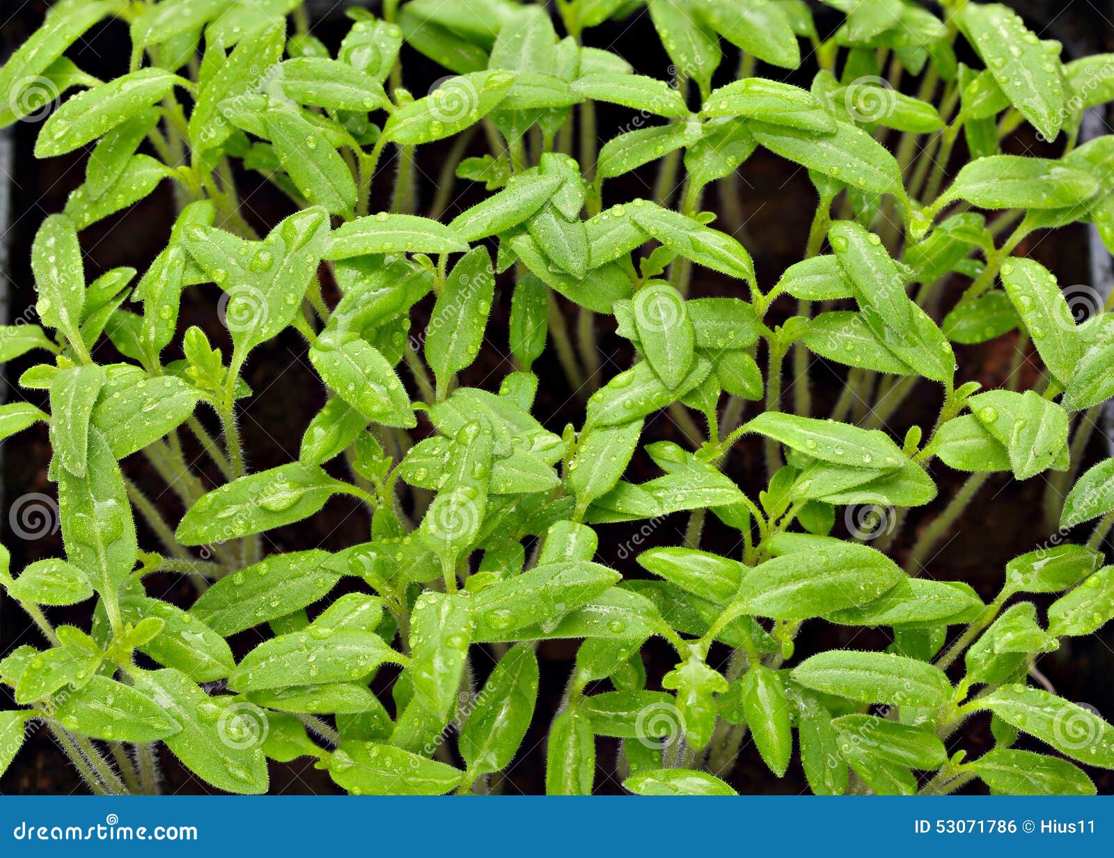 Green shoots stock photo. Image of gardening, sprout - 53071786