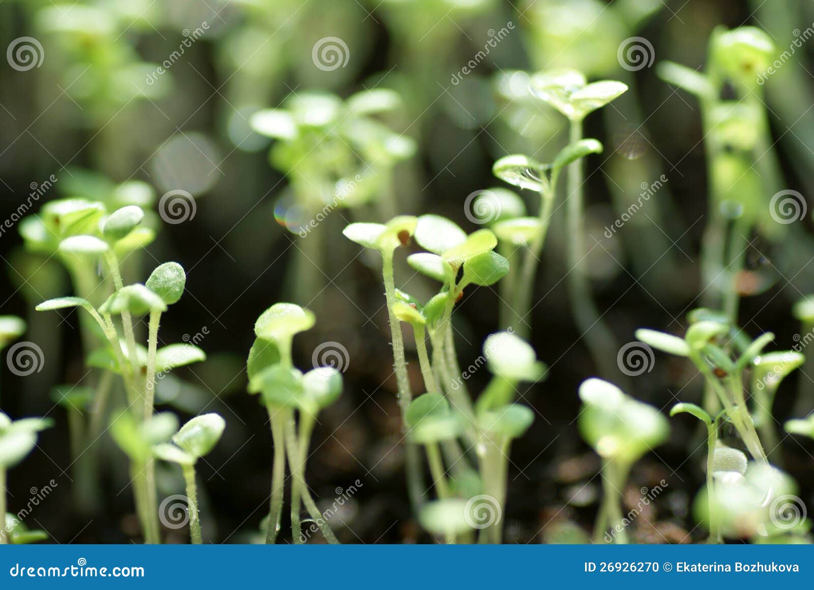 Green shoots in the soil stock photo. Image of agriculture - 26926270