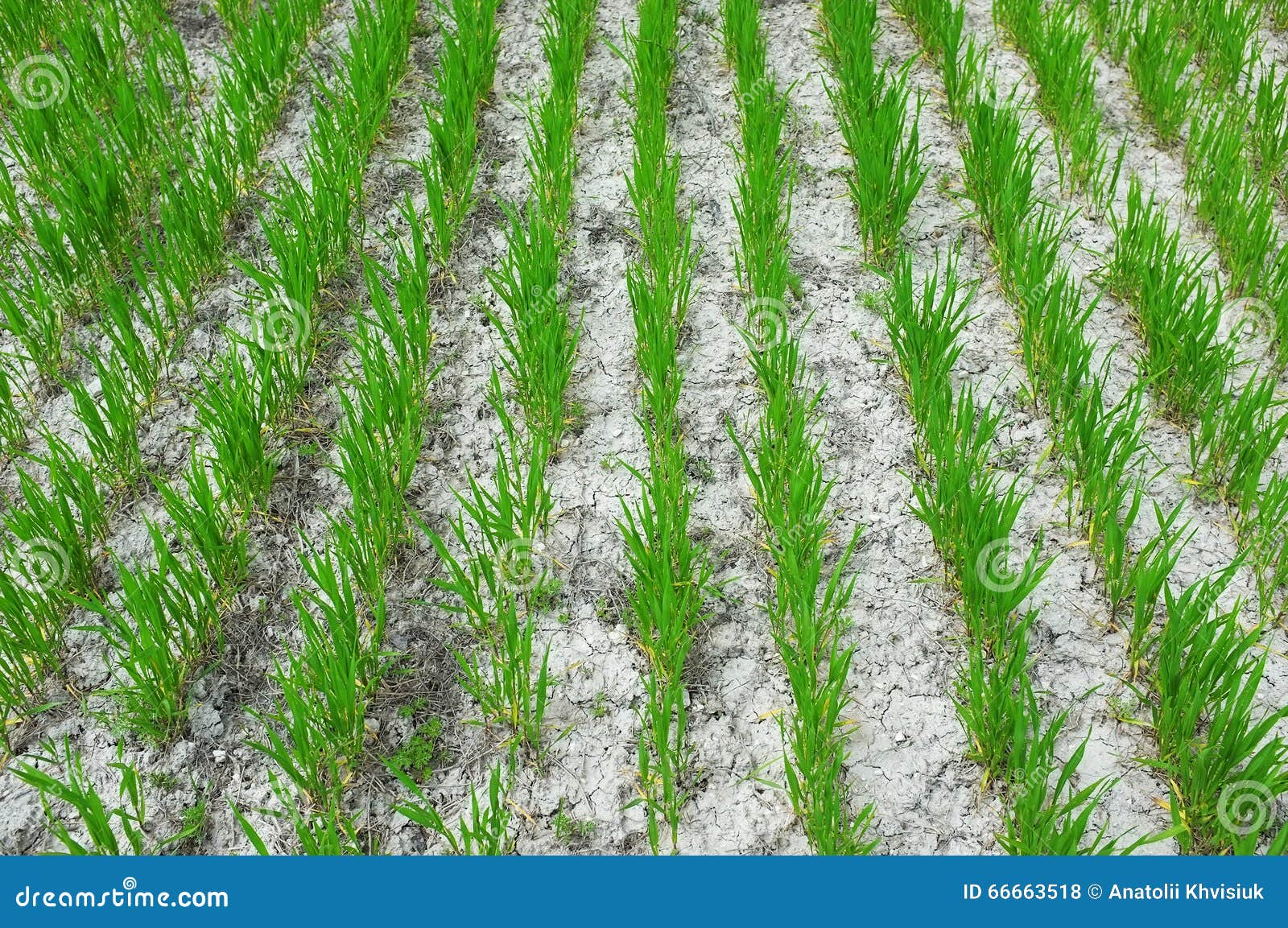 Green shoots. stock photo. Image of ground, arable, farming - 66663518