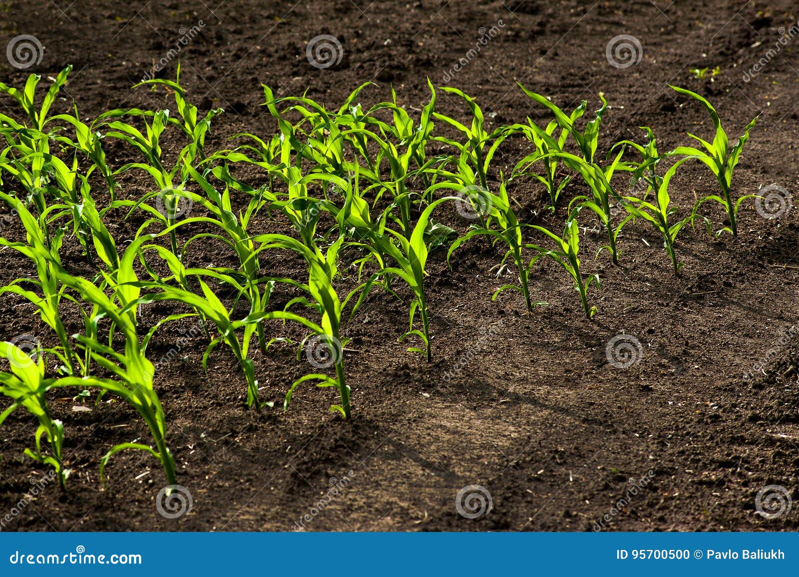 Green Shoots of Young Corn Field Stock Photo - Image of farmland ...