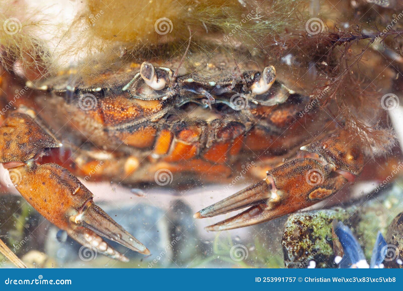 Green Shore Crab, Carcinus Maenas Stock Image - Image of wildlife, watt ...