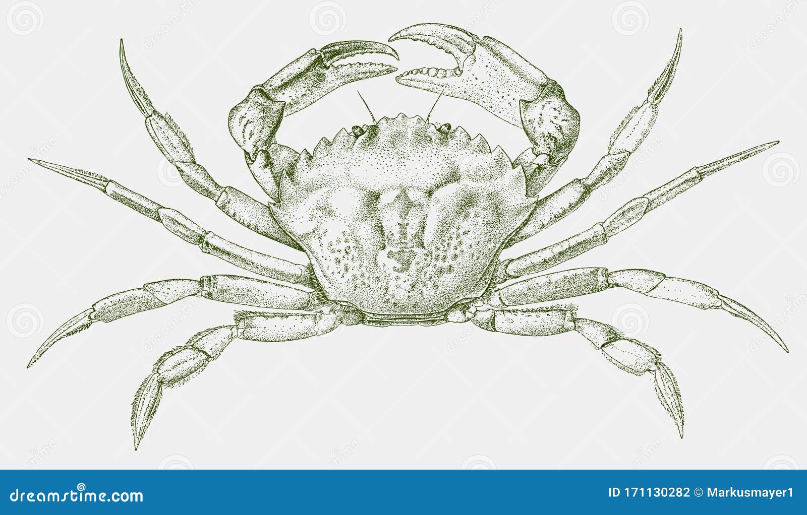 Green Shore Crab in Top View Stock Vector - Illustration of green ...