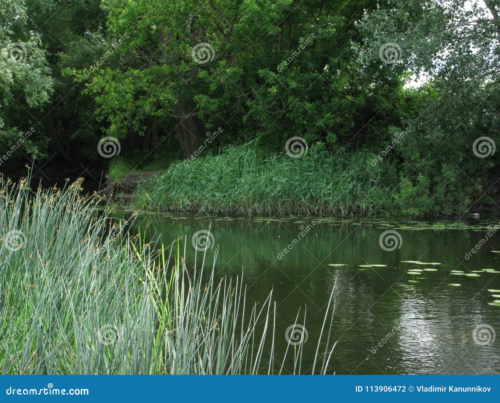 Green Shores of a Small River Stock Photo - Image of landscape, grass ...