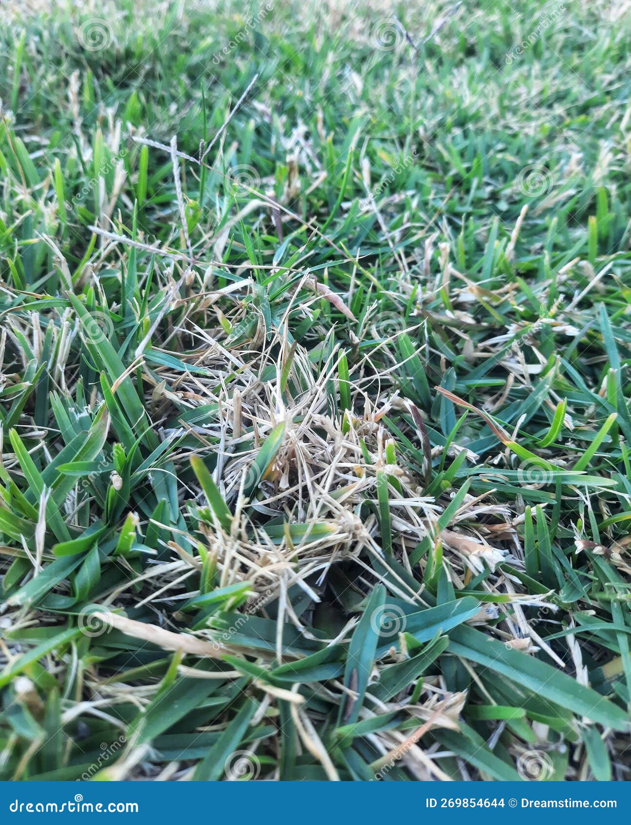 Short Grass or Lawns on the Outside of the Yard Stock Photo - Image of ...