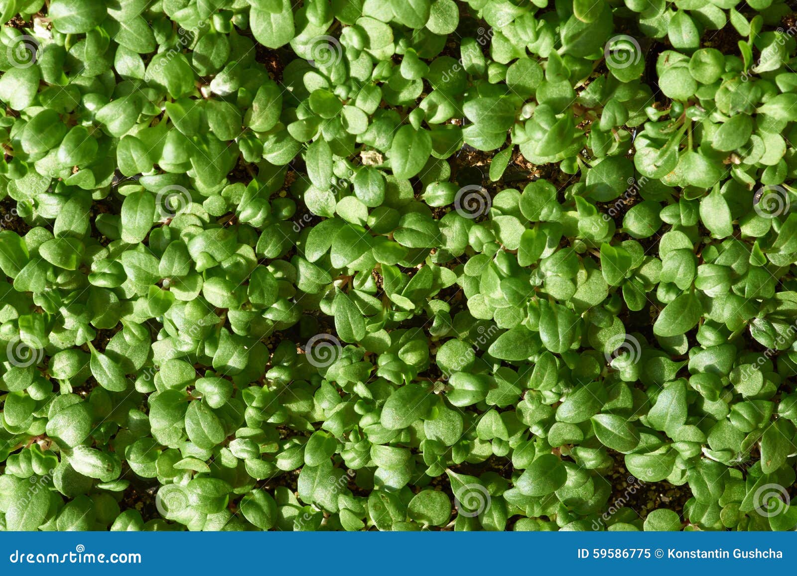 Green short plants stock image. Image of grass, growth - 59586775