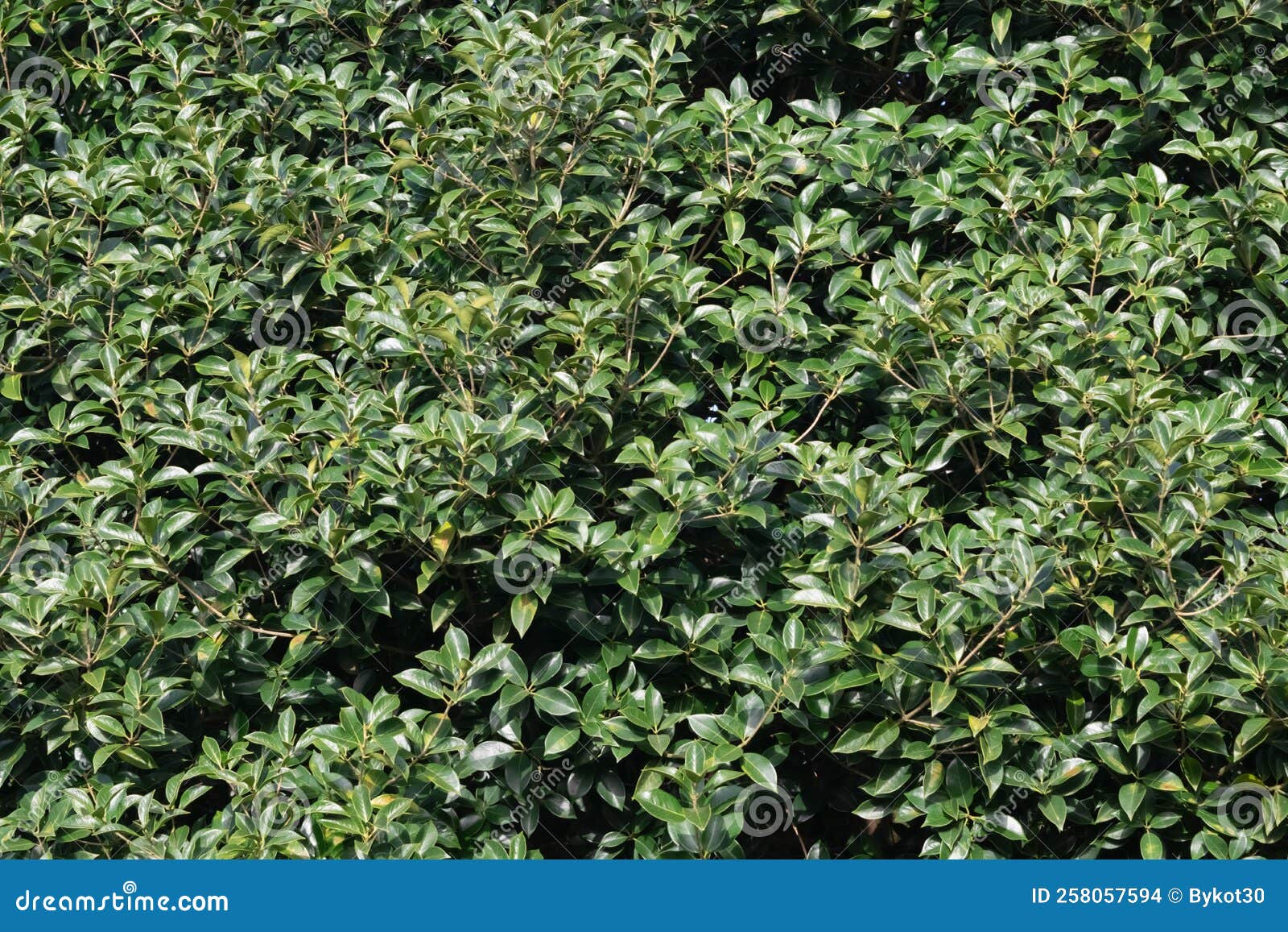 Shrub with Green Leaves in the Park. Natural Background Stock Photo ...