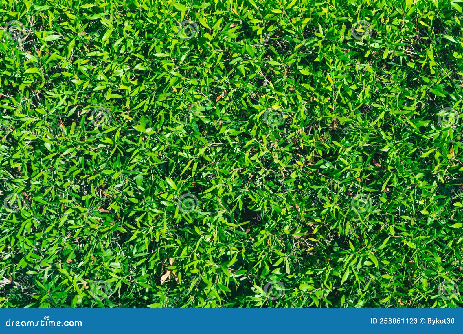 Green Leaves of a Bush. Natural Background Stock Image - Image of ...