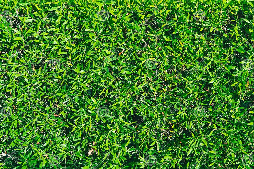 Green Leaves of a Bush. Natural Background Stock Image - Image of ...