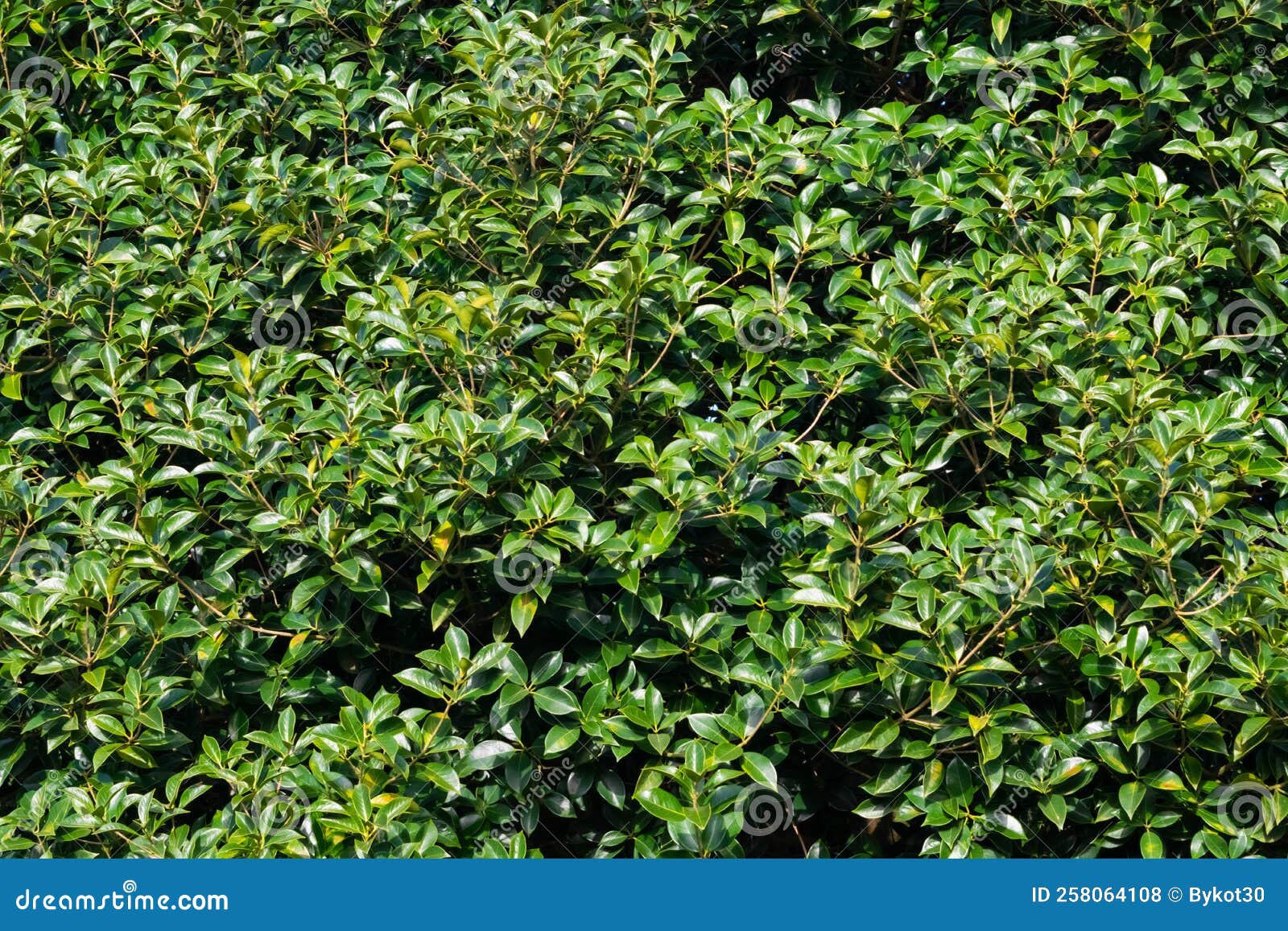 Green Leaves of a Bush. Natural Background. Tree in the Forest in ...