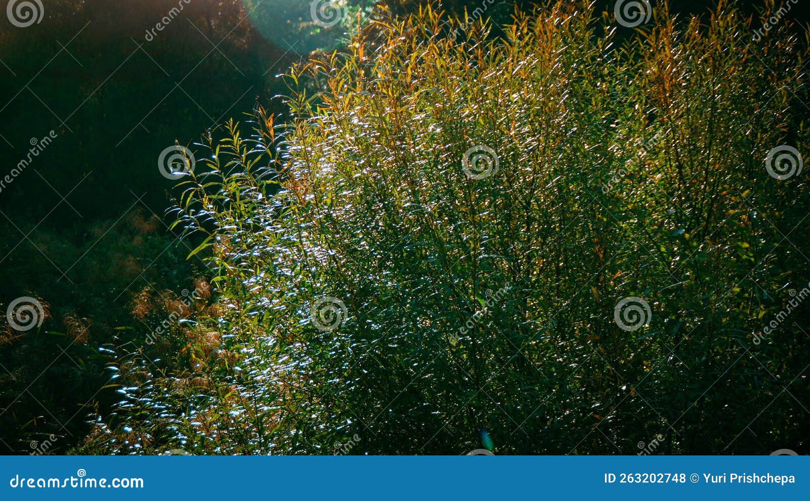 Green Shrub on the Background of Dark Trees. Stock Photo - Image of ...