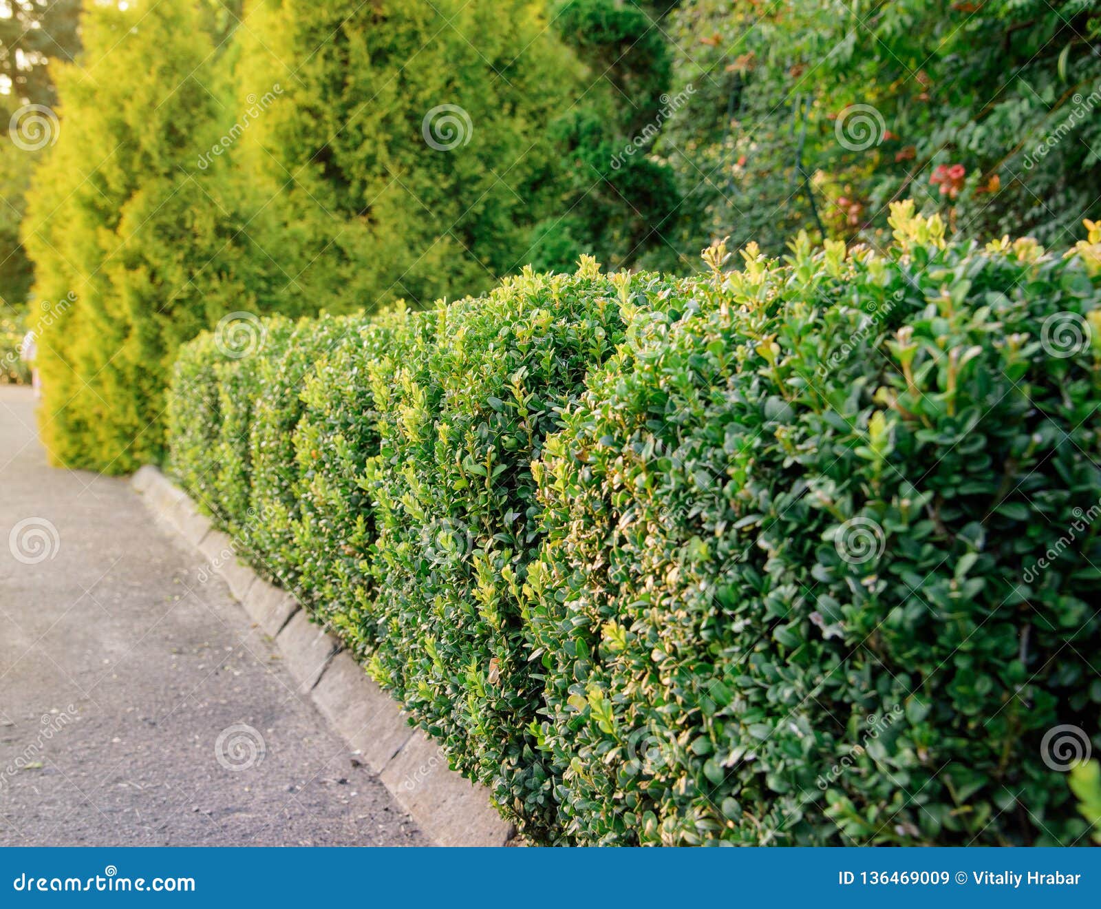Green Shrub Fence in Garden Stock Image - Image of vegetation, nature ...