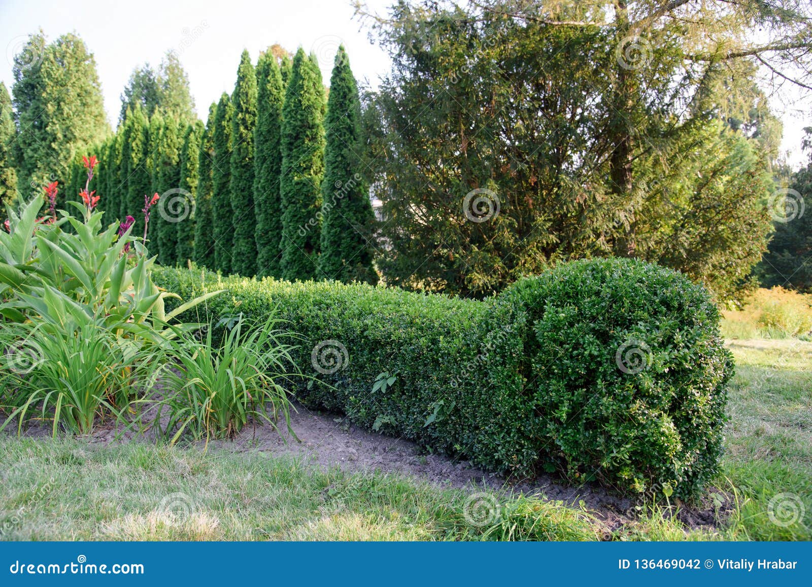 Green Shrub Fence in Garden Stock Photo - Image of walkway, flora ...