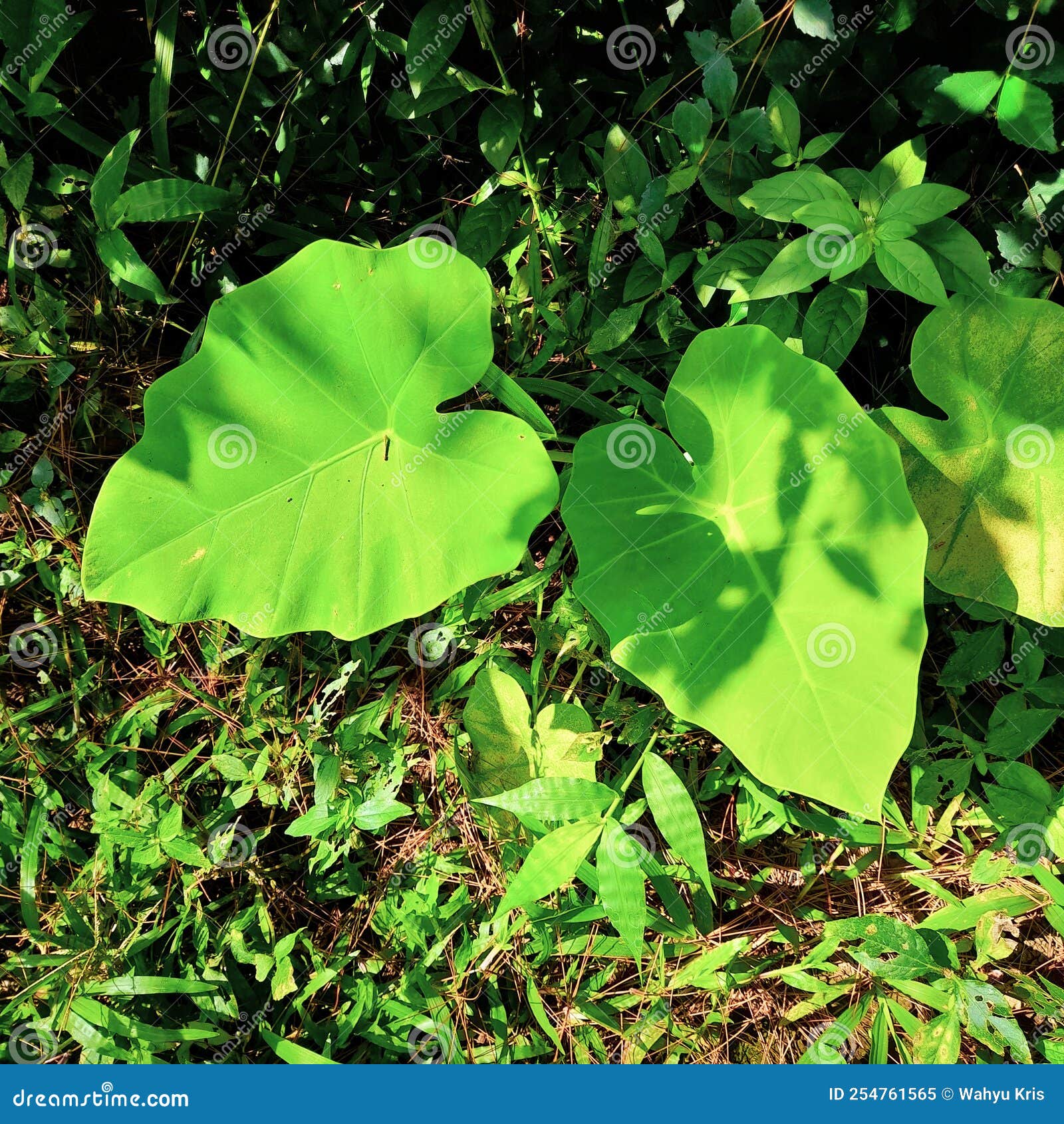 Green Shrub Generic Vegetation in Tropical Forest Stock Image - Image ...