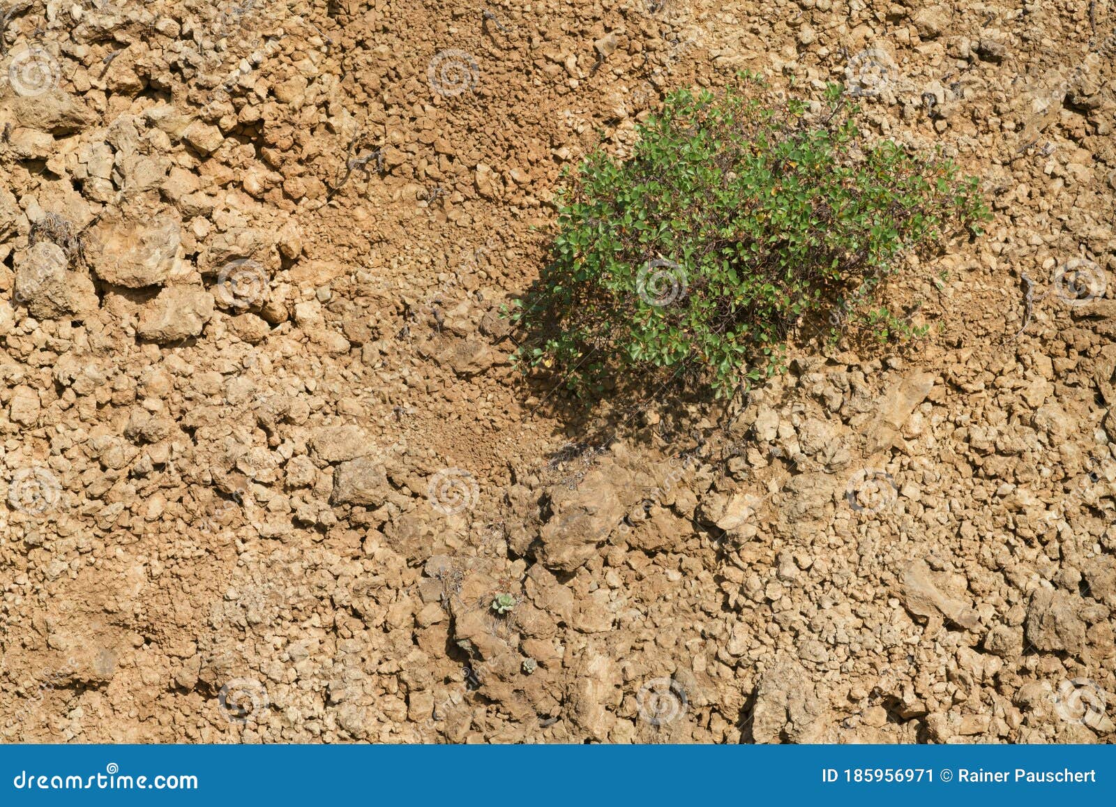 Green Shrub Growing on Dry Ground Stock Image - Image of ground, beauty ...