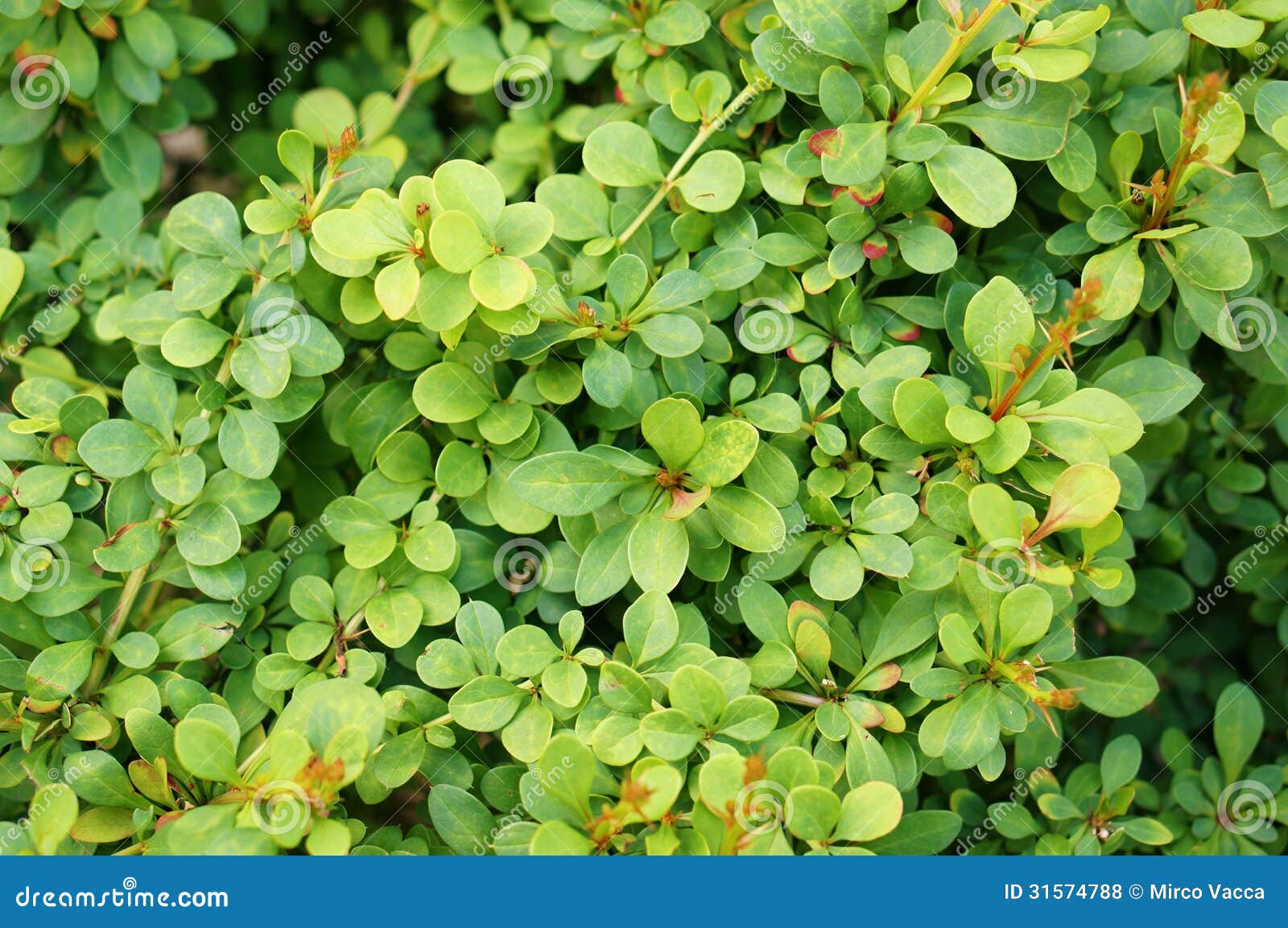 Green shrub stock photo. Image of natural, flora, bush - 31574788