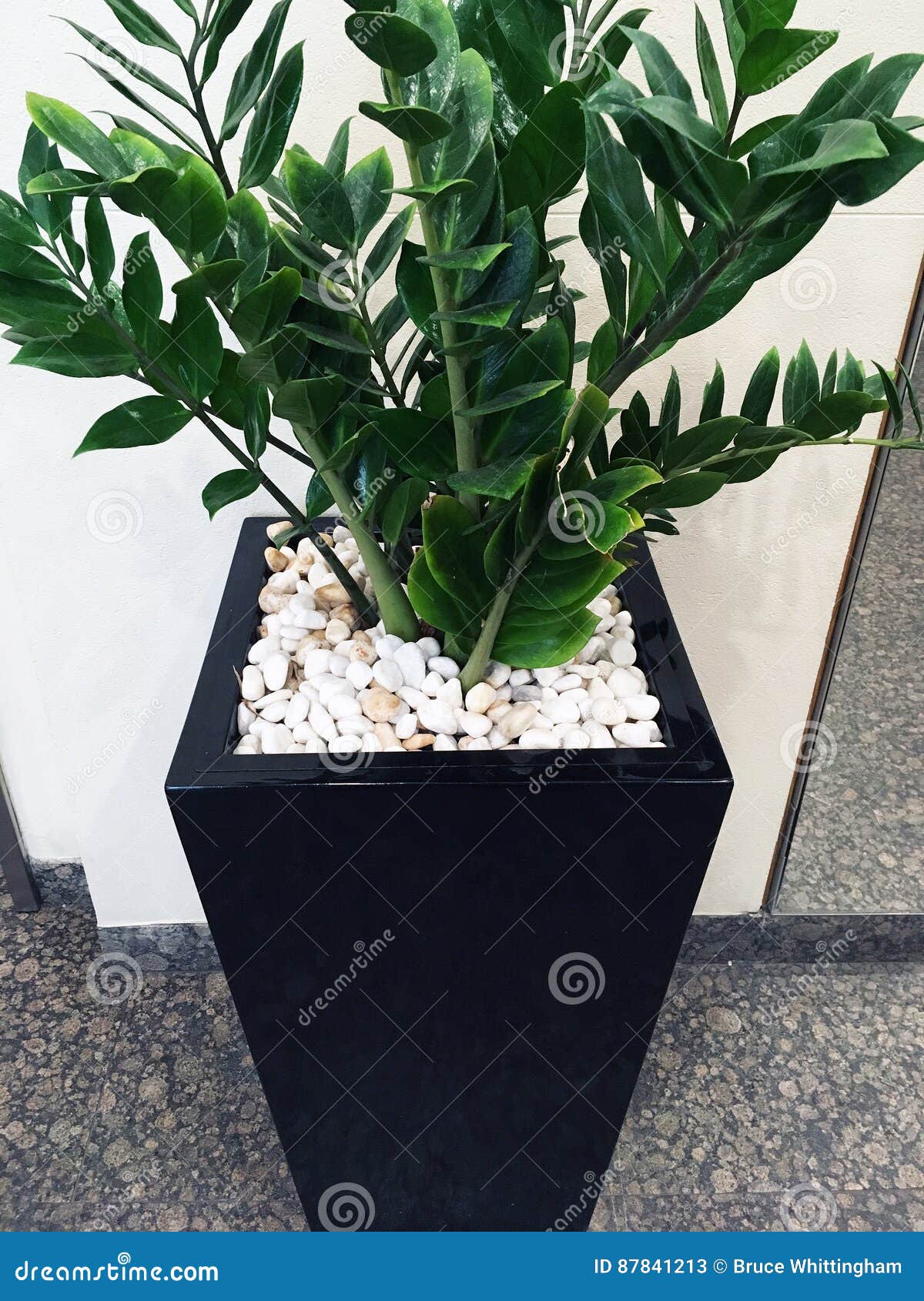 Green Shrub Pot Plant Stock Image Image Of Marble Decorative 87841213