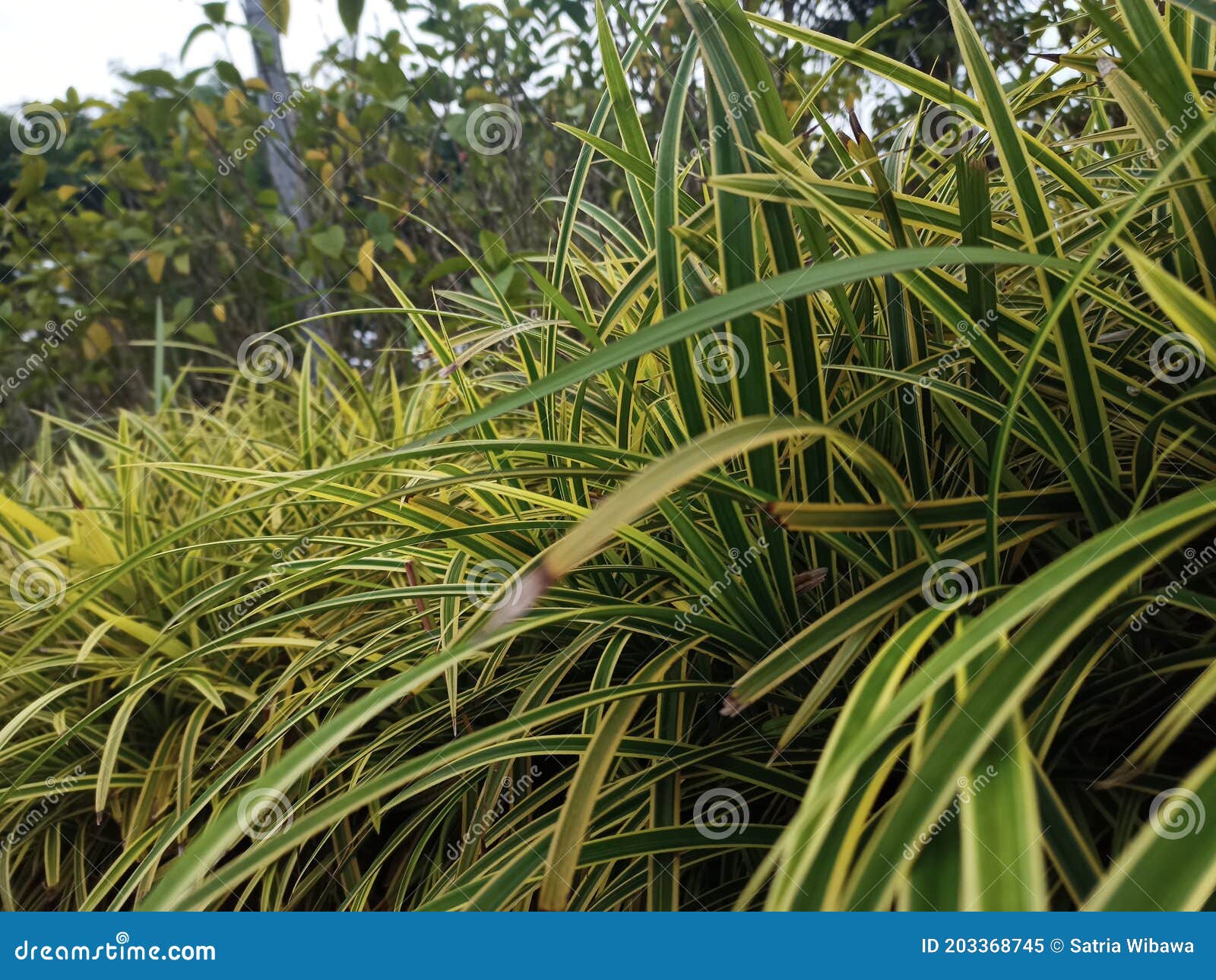 Green Shrub by the Roadside Stock Image - Image of garden, green: 203368745