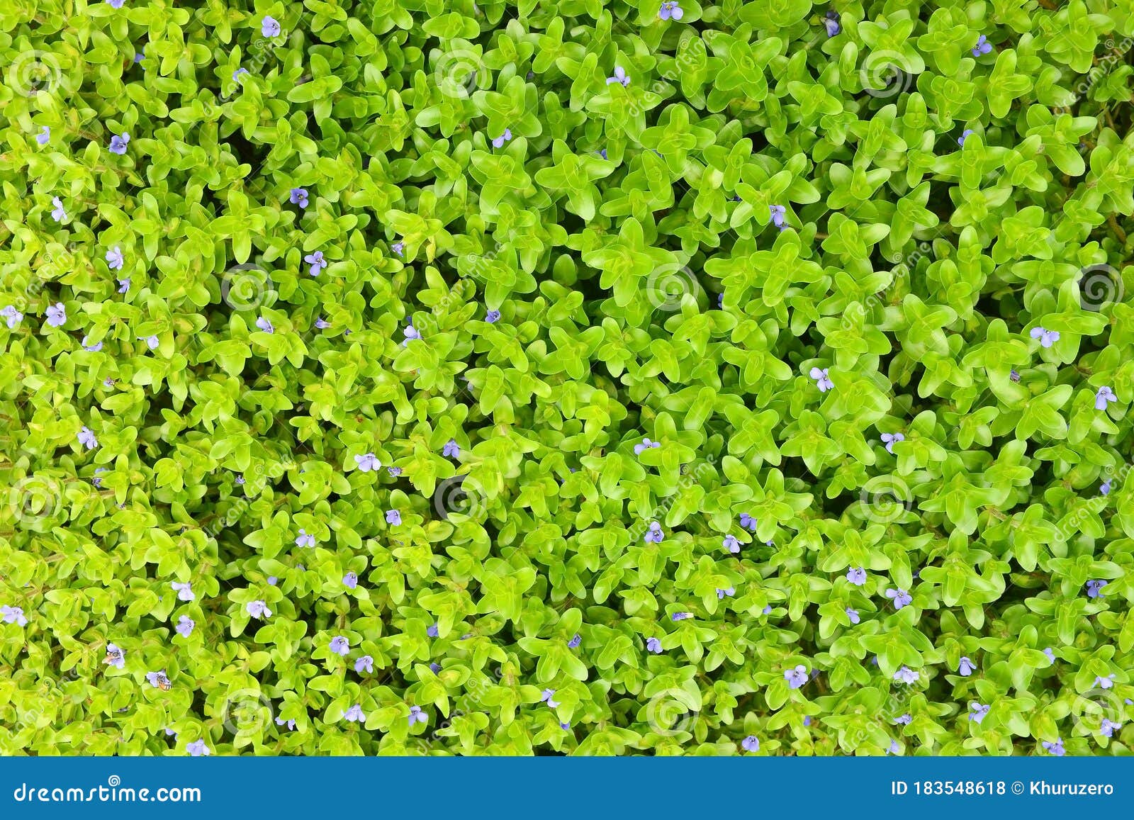 Green shrub, top view stock photo. Image of texture - 183548618