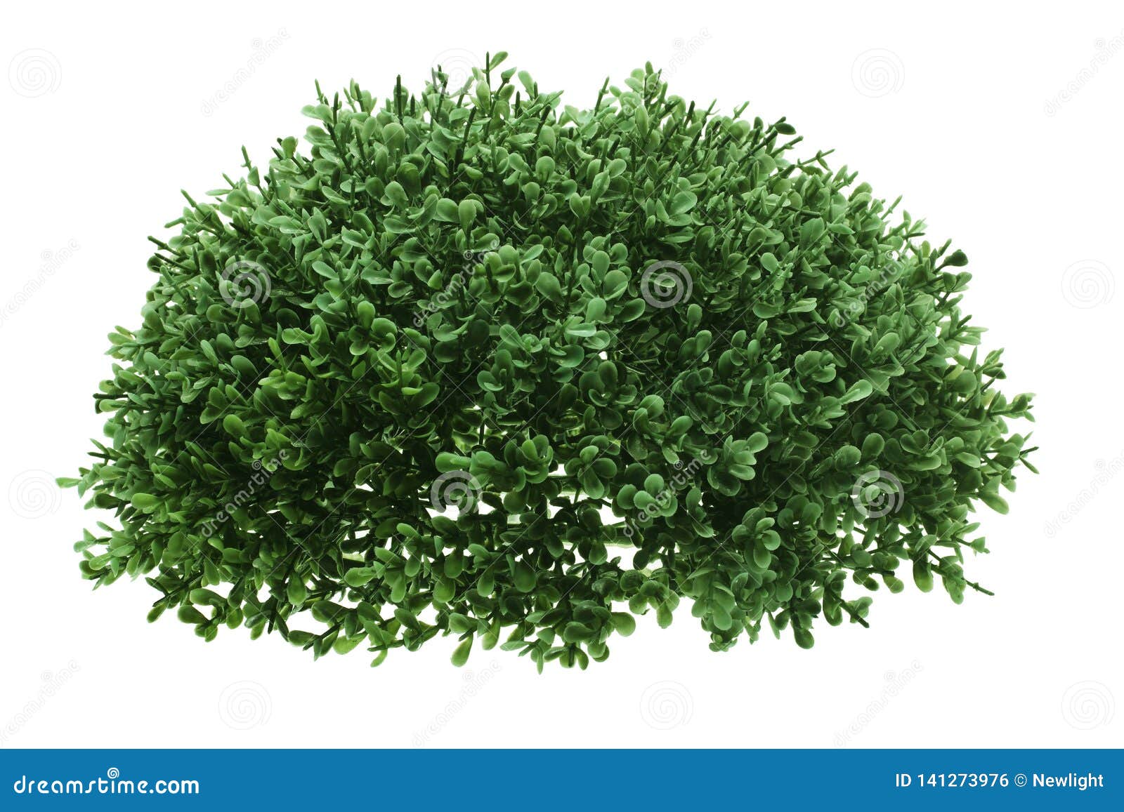 Green Shrub Leaves Background Stock Photo | CartoonDealer.com #33915624